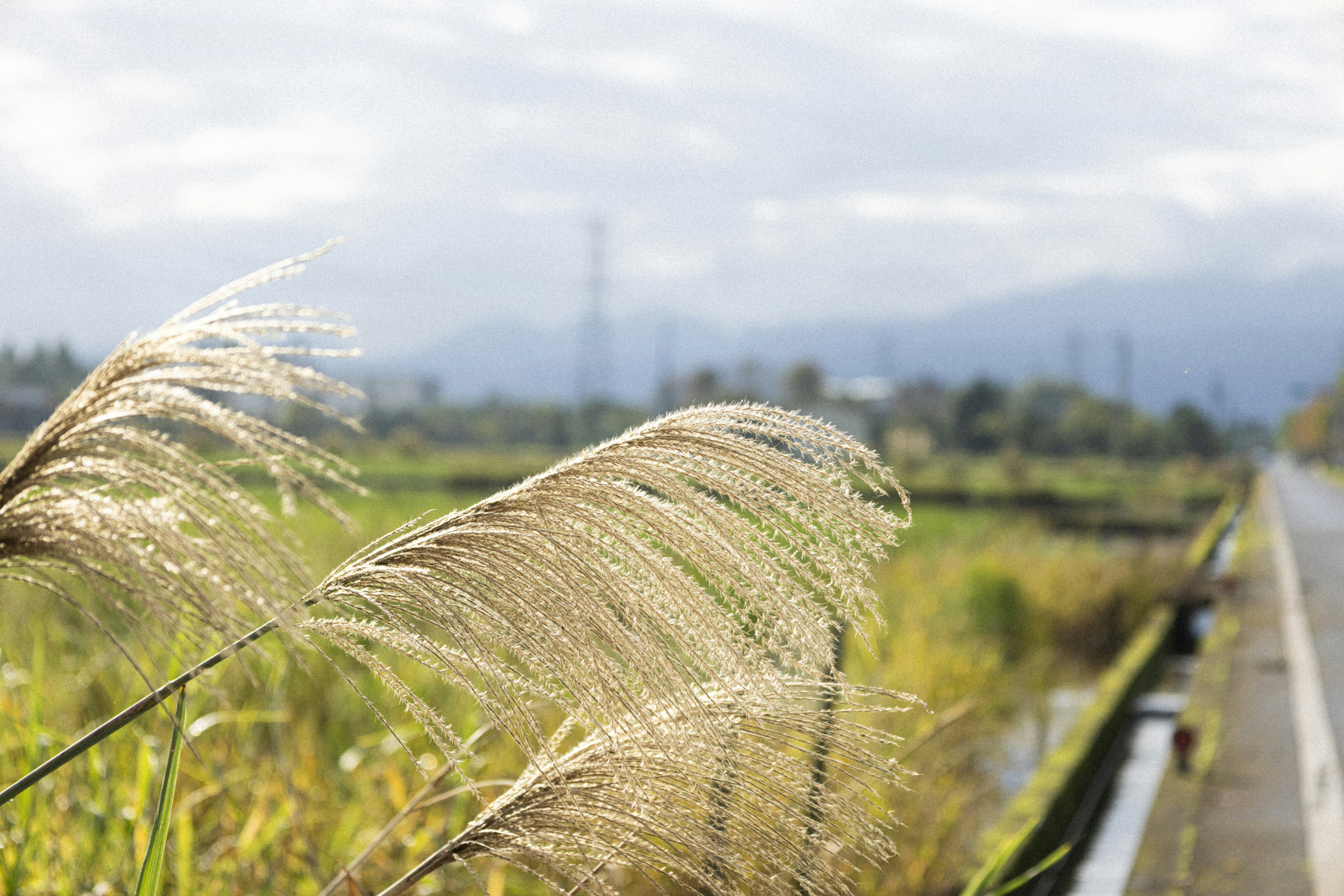 Aloft Grasses Along a Quiet Canal