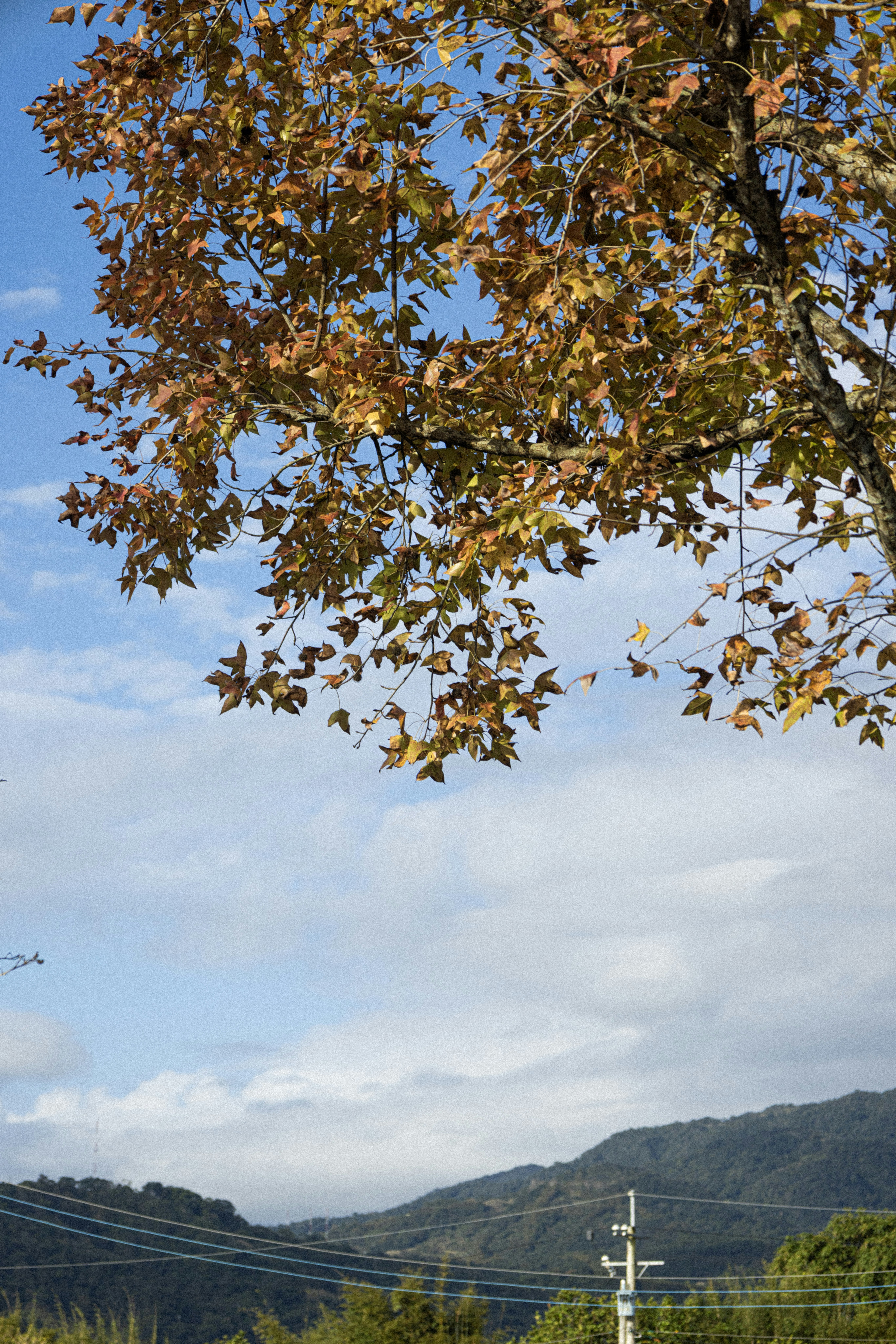 Autumn Canopy: Leaves Framing a Distant Ridge