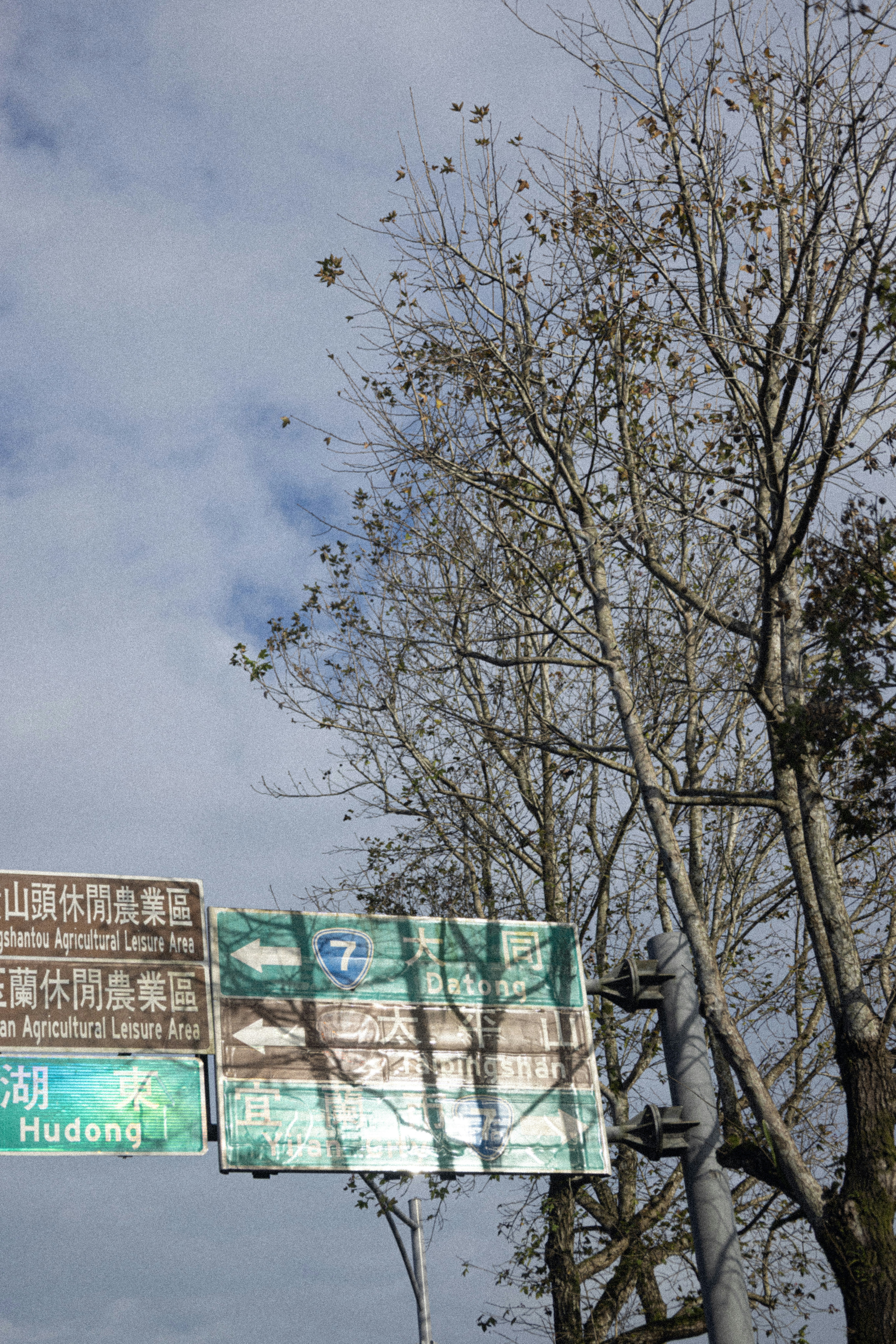 Signposts beneath a leafless canopy