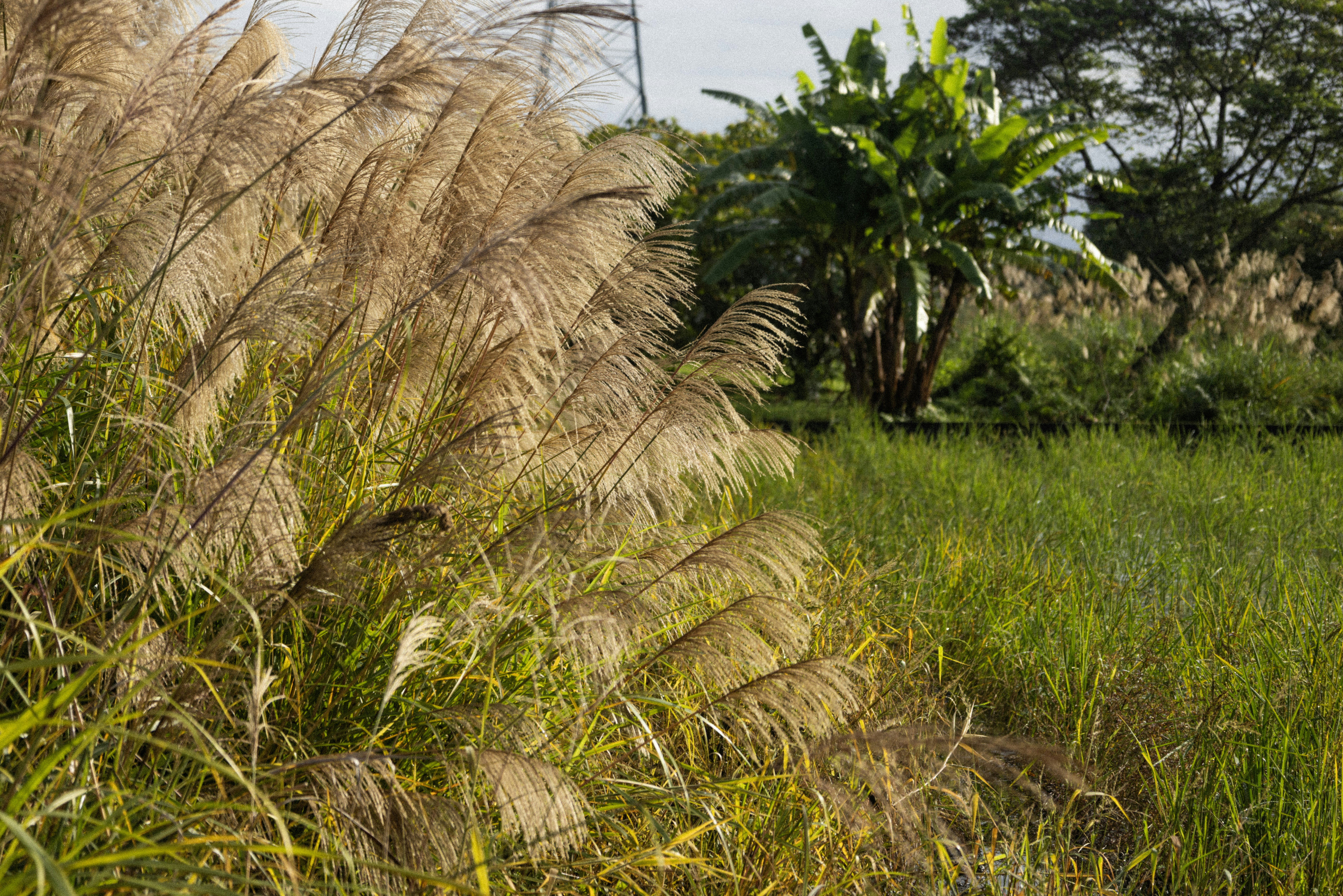Golden grasses at the meadow’s edge