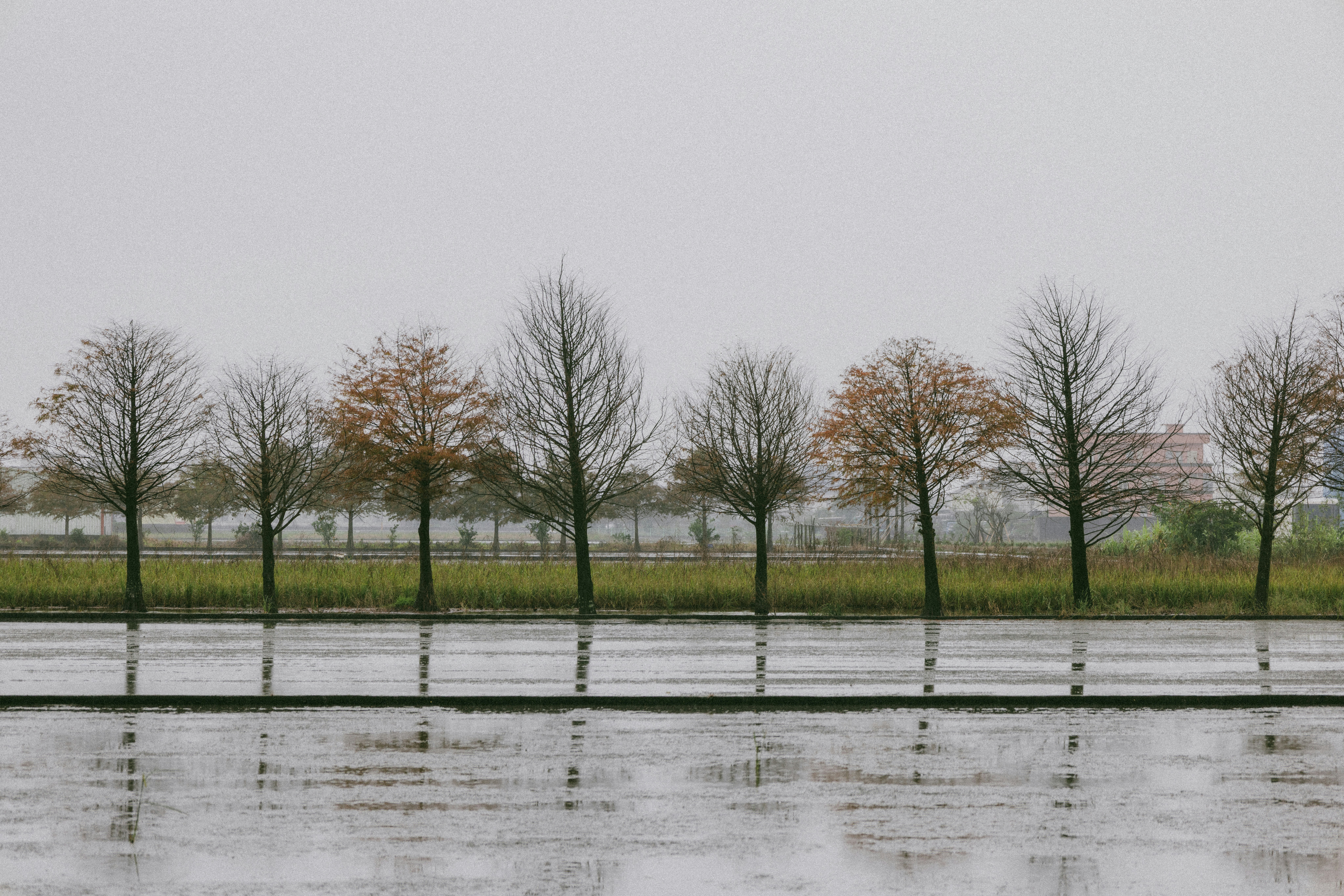 Row of Trees Framed by a Flooded Field in Mist