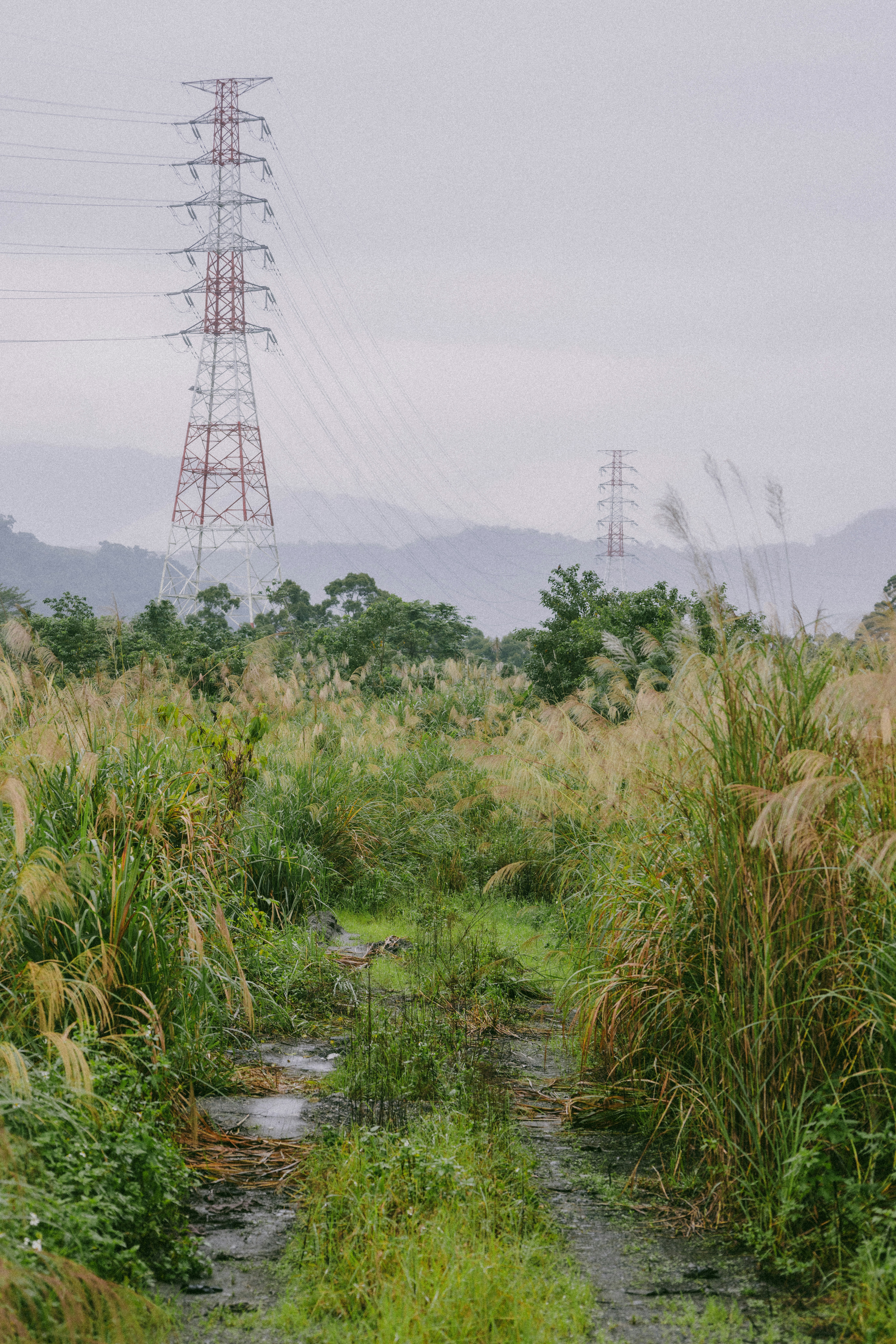 Overgrown Path Beneath Gridlines: A Quiet Field with Power Lines