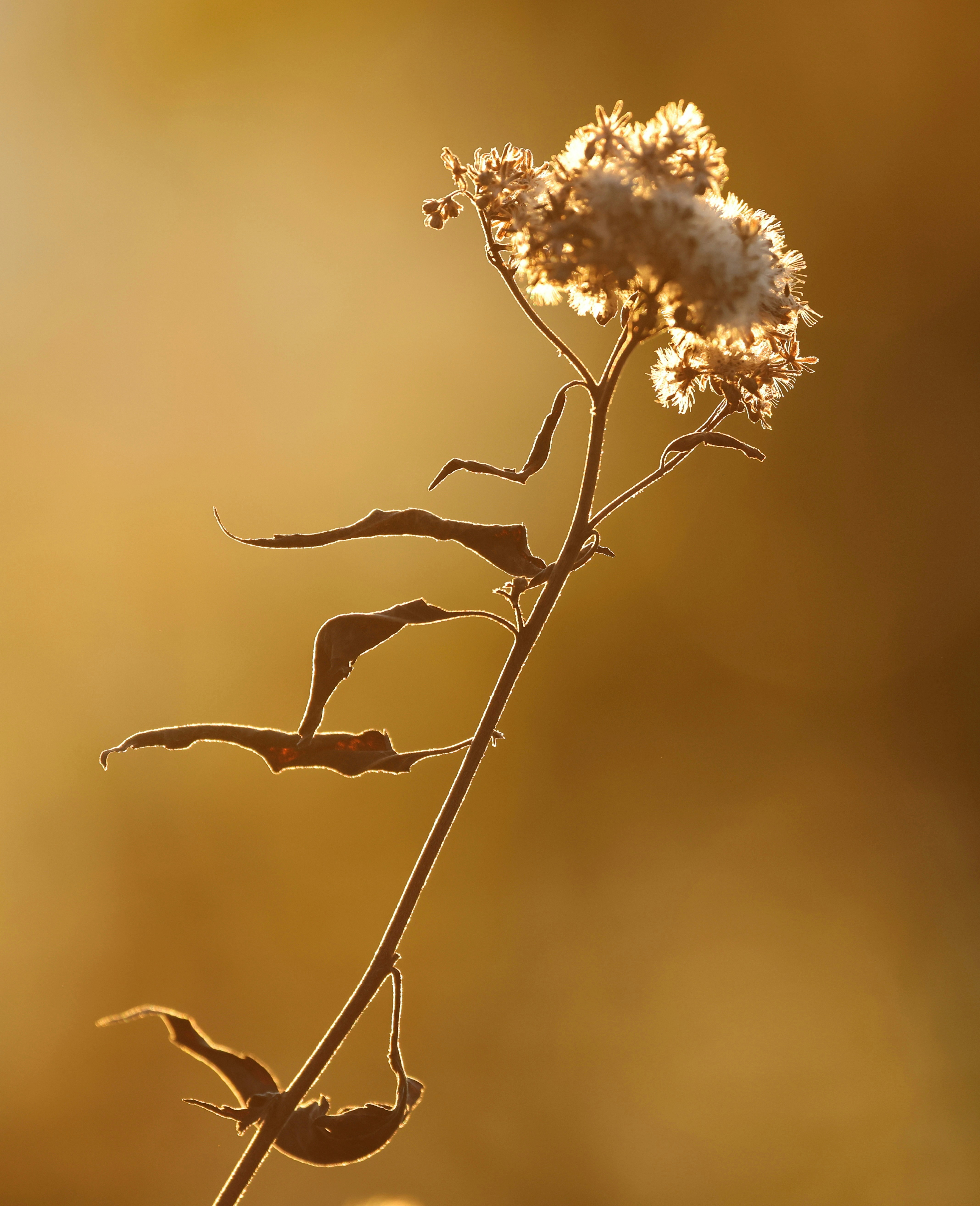 Golden Stem in Backlit Quietude