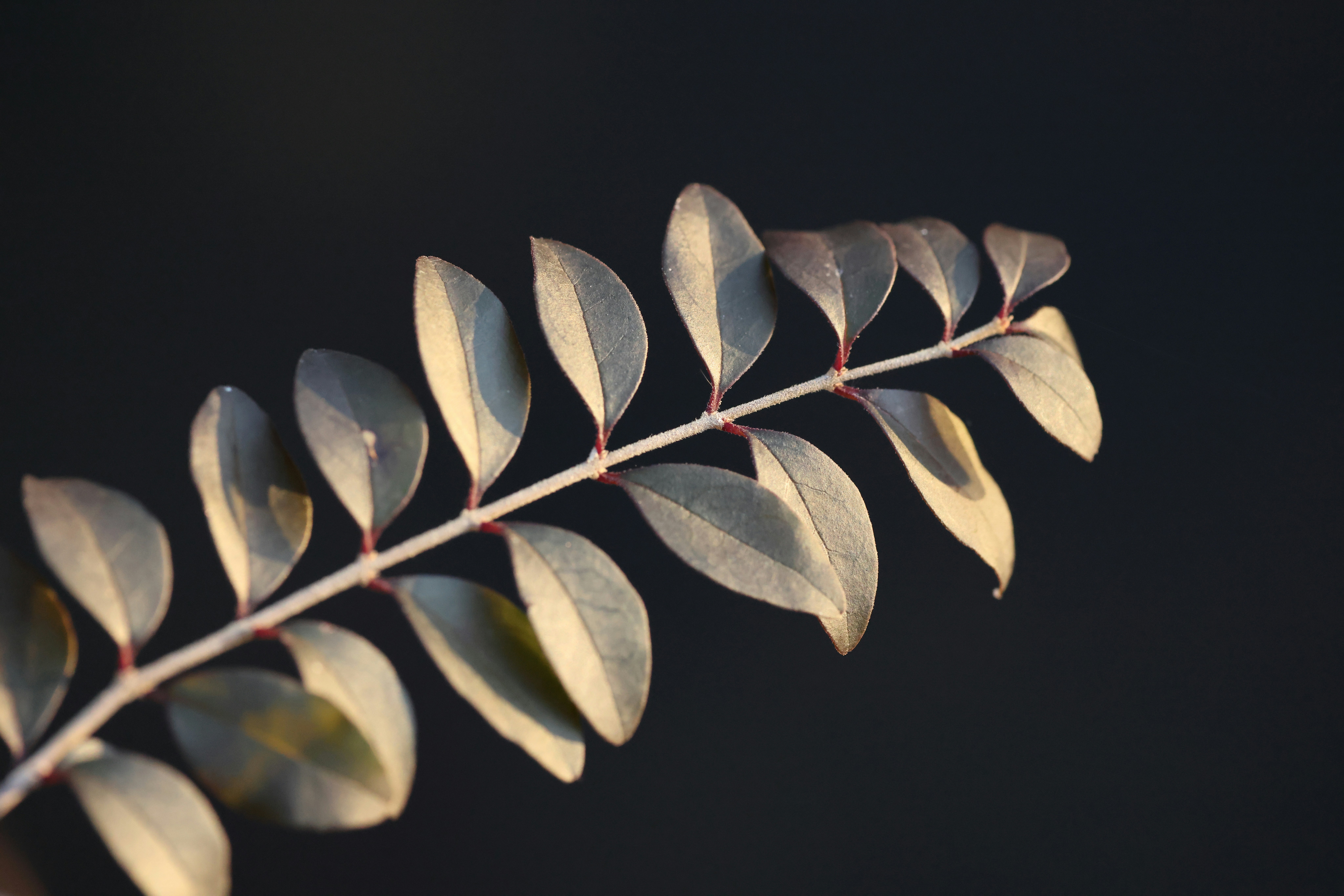 Whispering Fronds: A Diagonal Branch in Soft Backlight