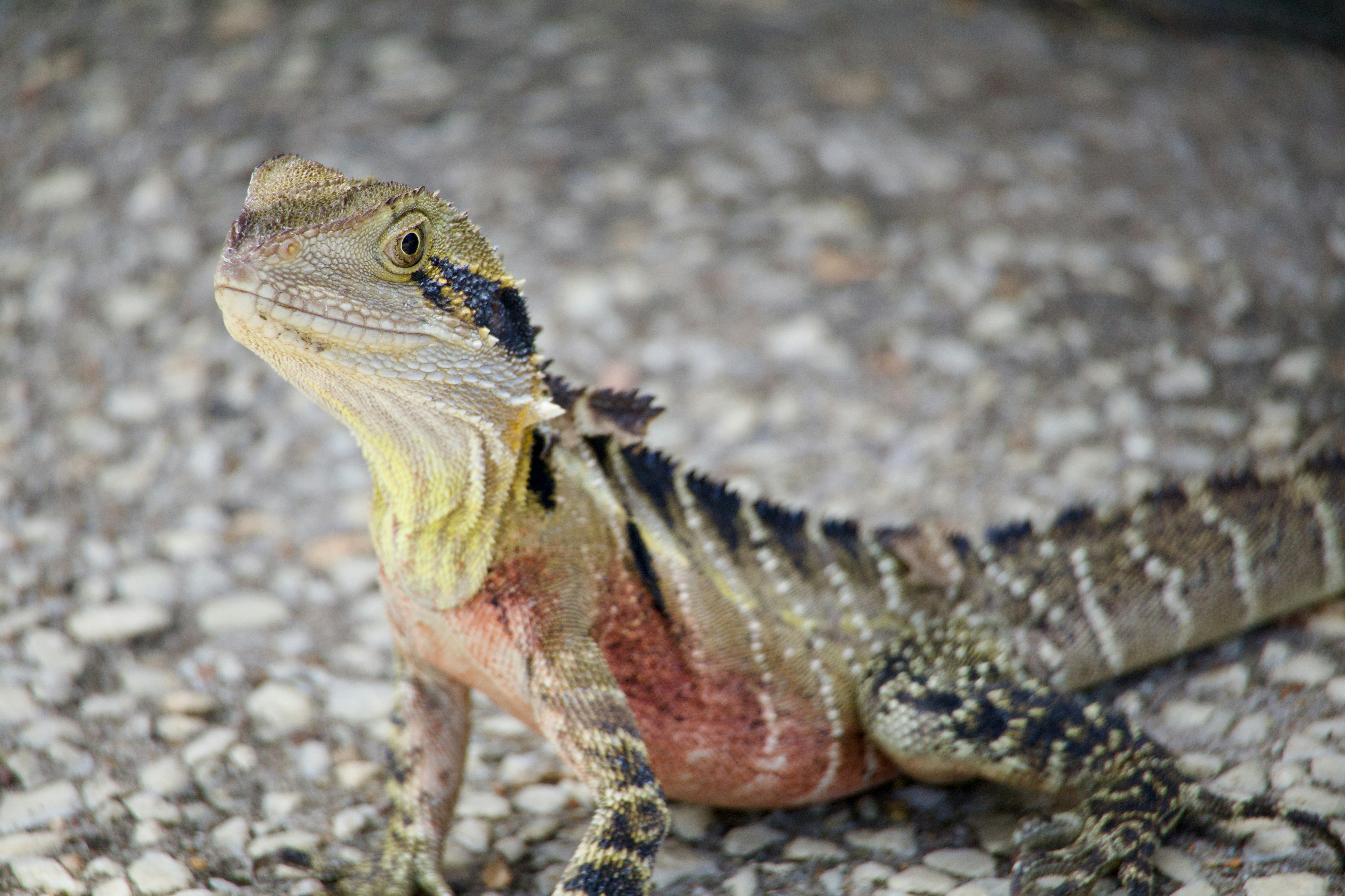 Herald of the Rock: A Bearded Dragon Pausing on the Pebbles