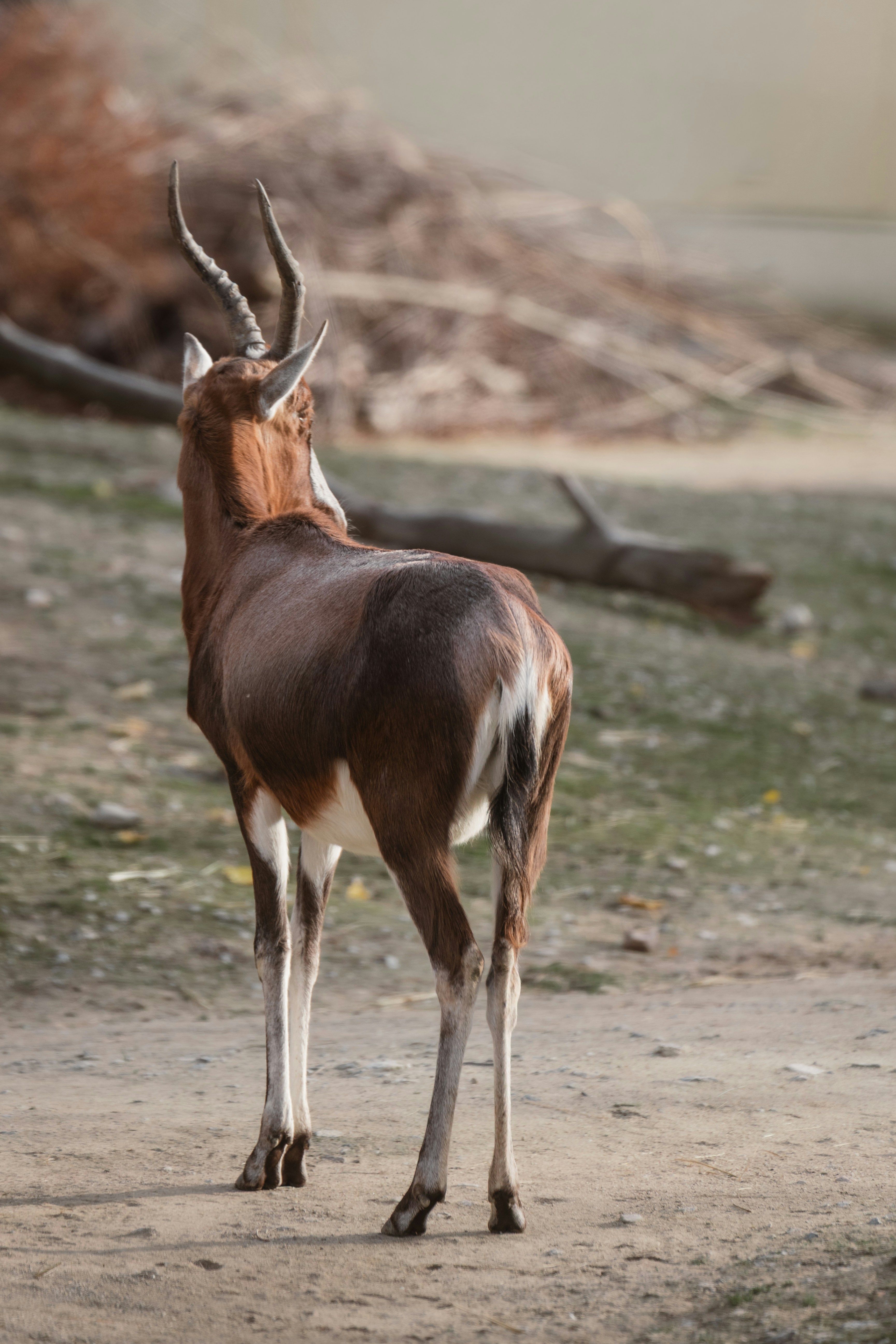 Graceful antelope standing alert