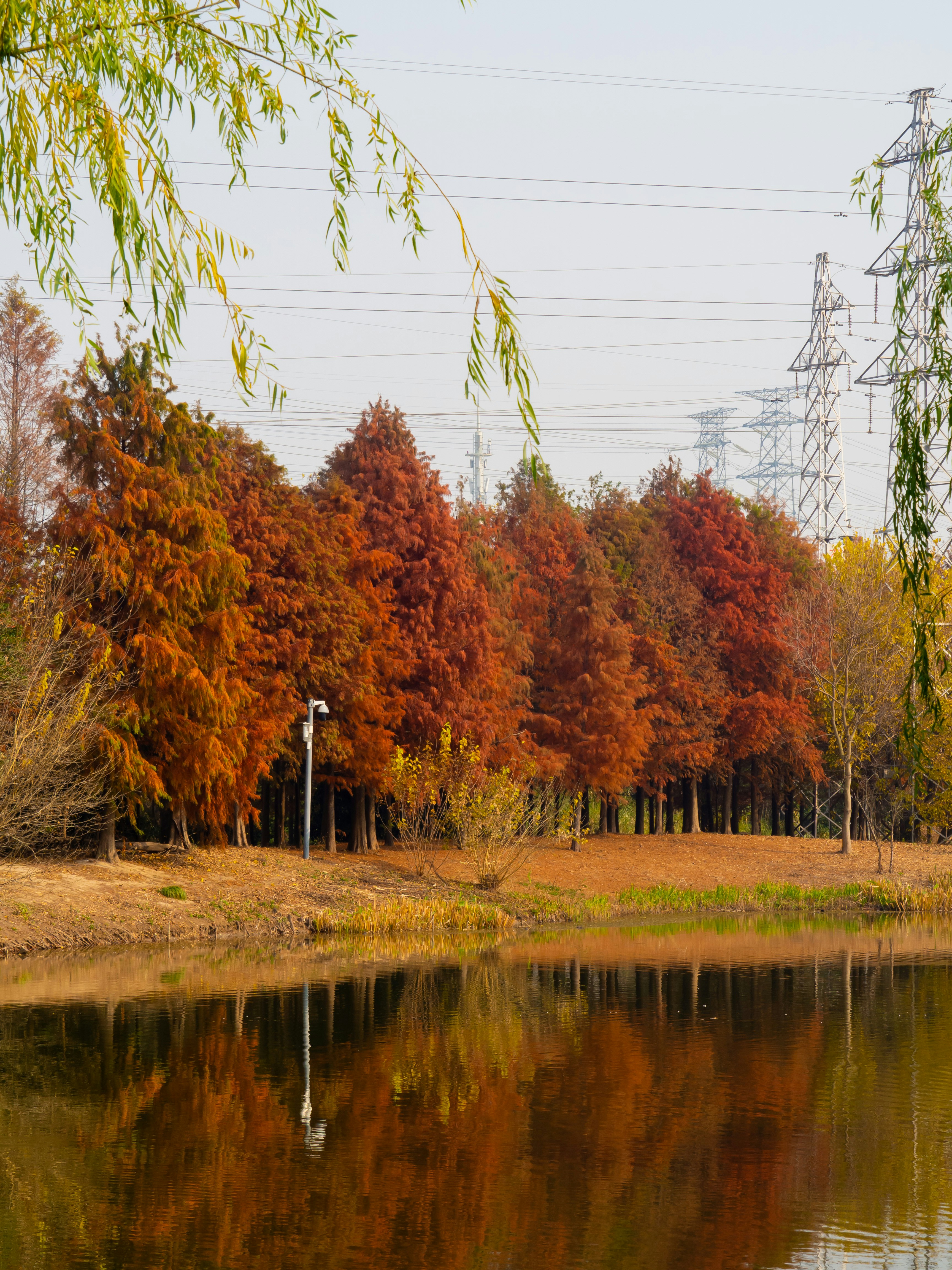 Autumn Confluence: Trees, Power Lines, and a Reflective Lake