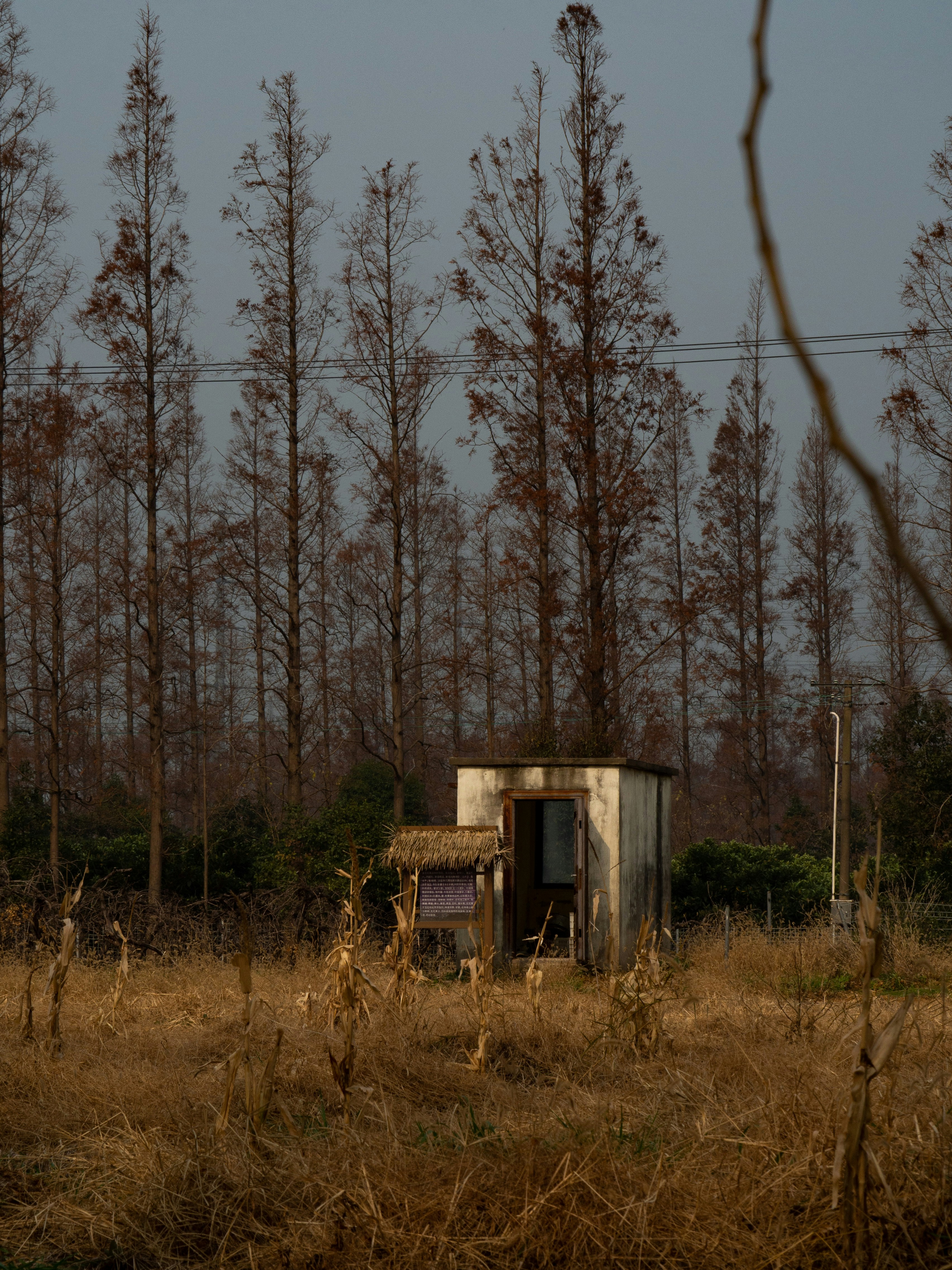 Abandoned shack among tall winter trees at dusk