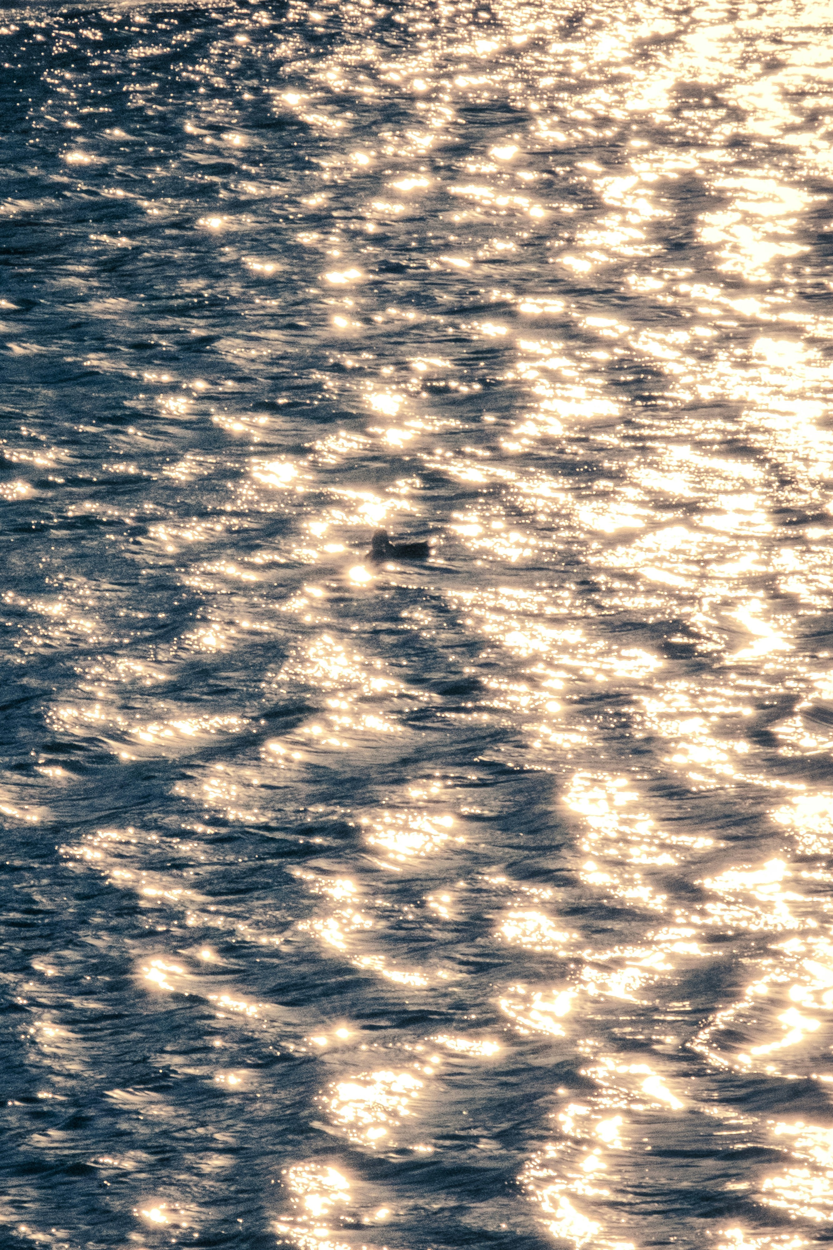 Glinting Wavefield: Sunlit Ripples Across the Sea