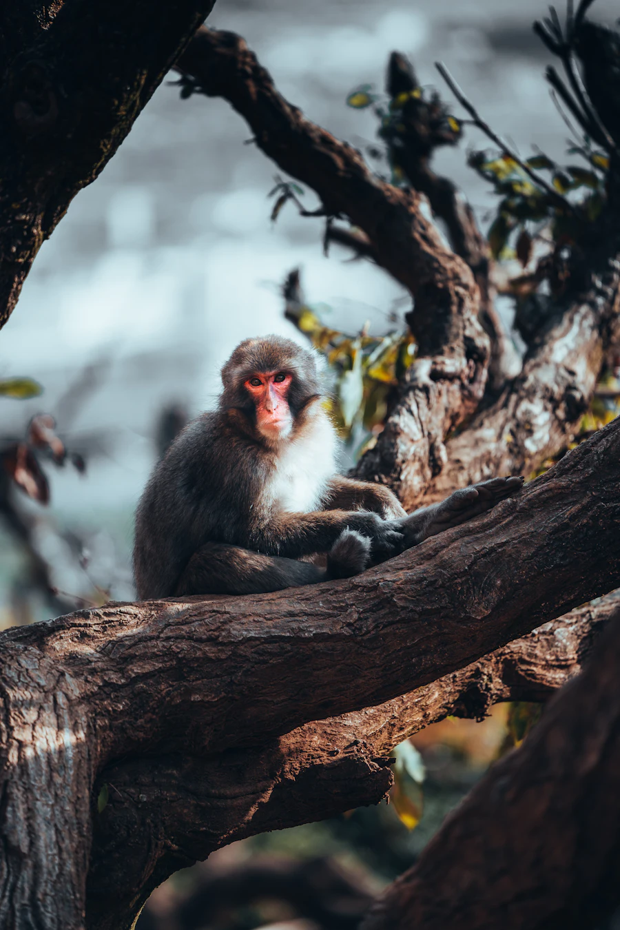 A small monkey with a red face sits on a sturdy tree branch, framed by twisted limbs and soft background blur. This natural scene emphasizes the creature’s expression and textured bark.