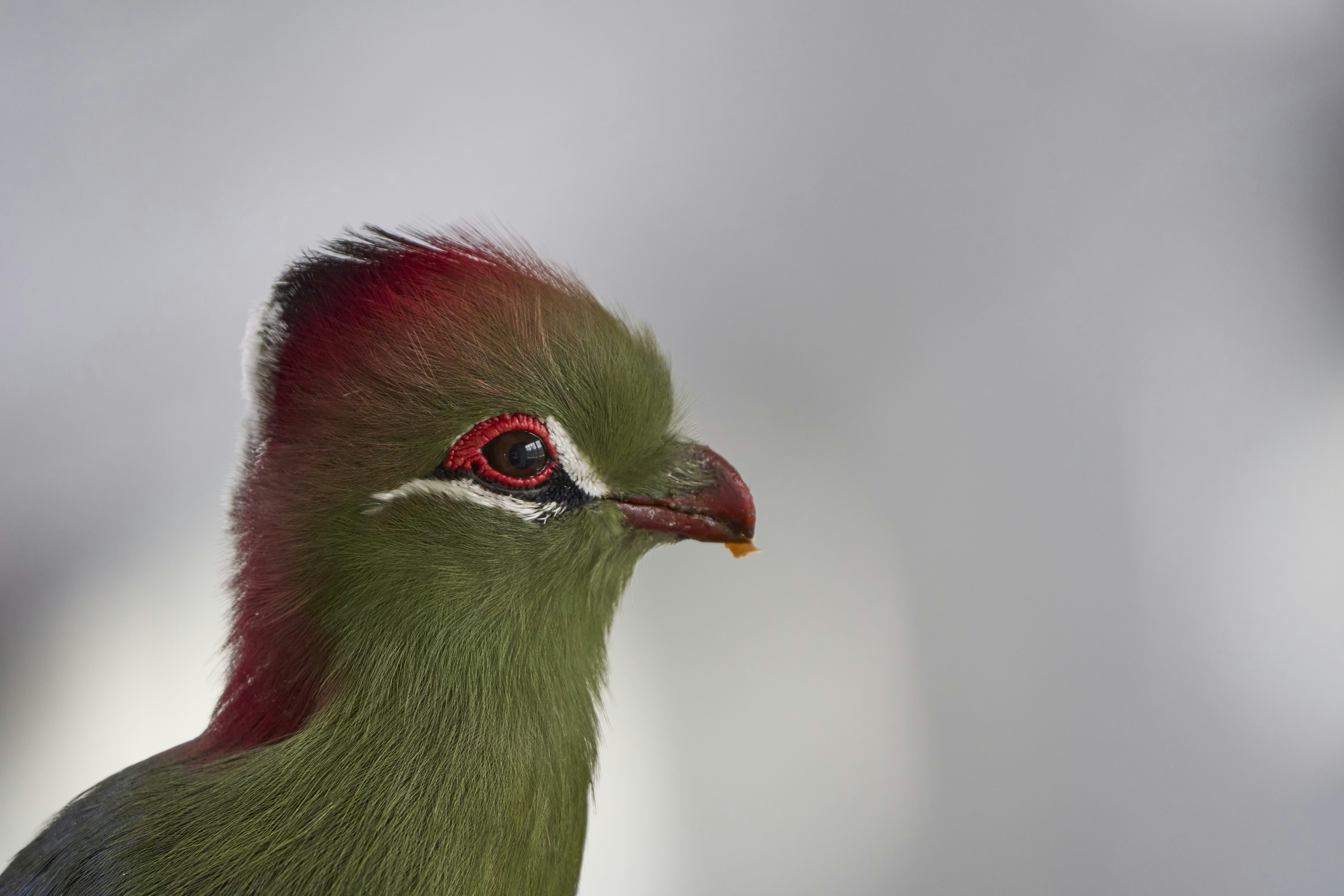 Crimson Crest in Focus: A Green-Throated Portrait
