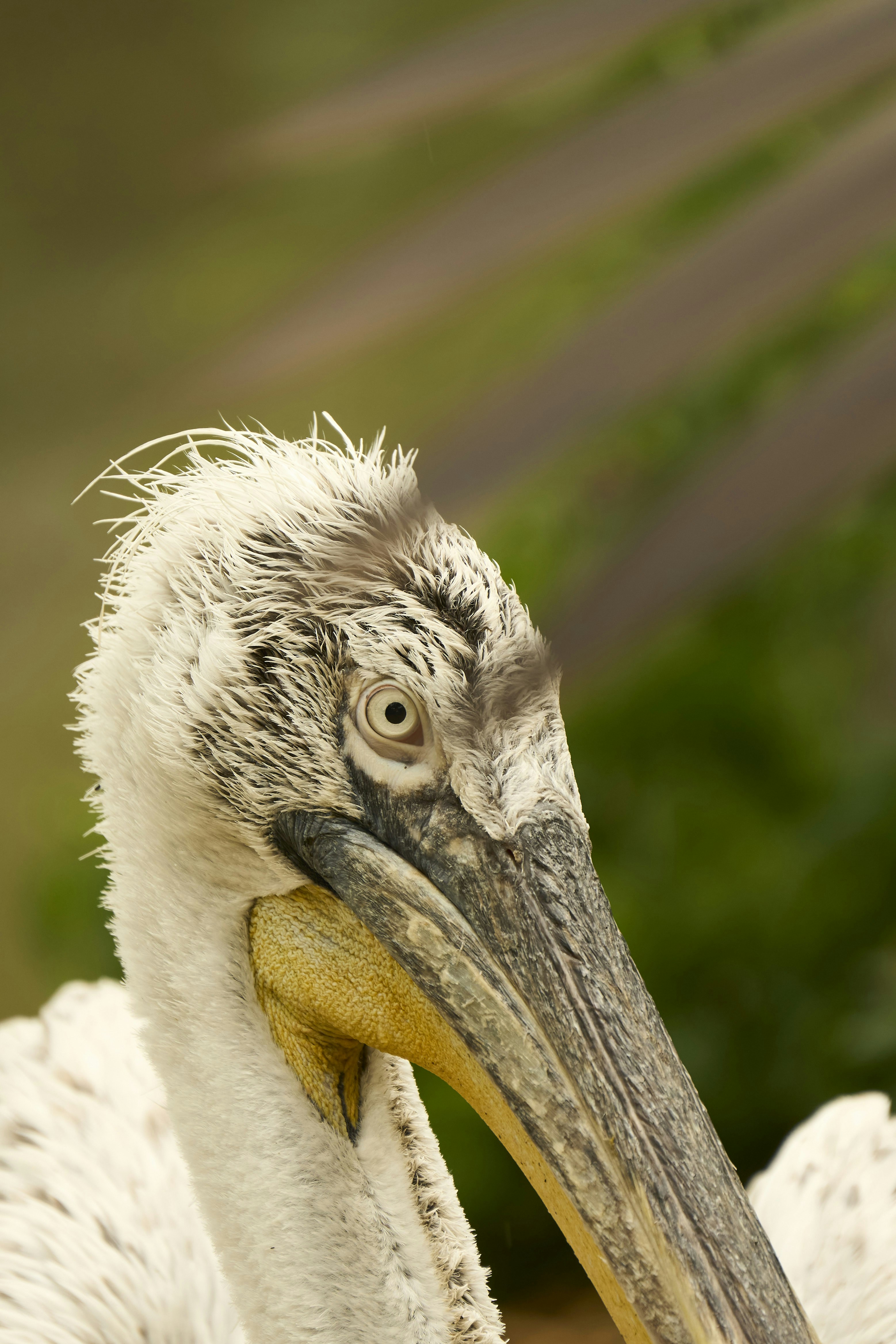 Photo by Wolfgang Hasselmann with Sony Alpha 7 IV