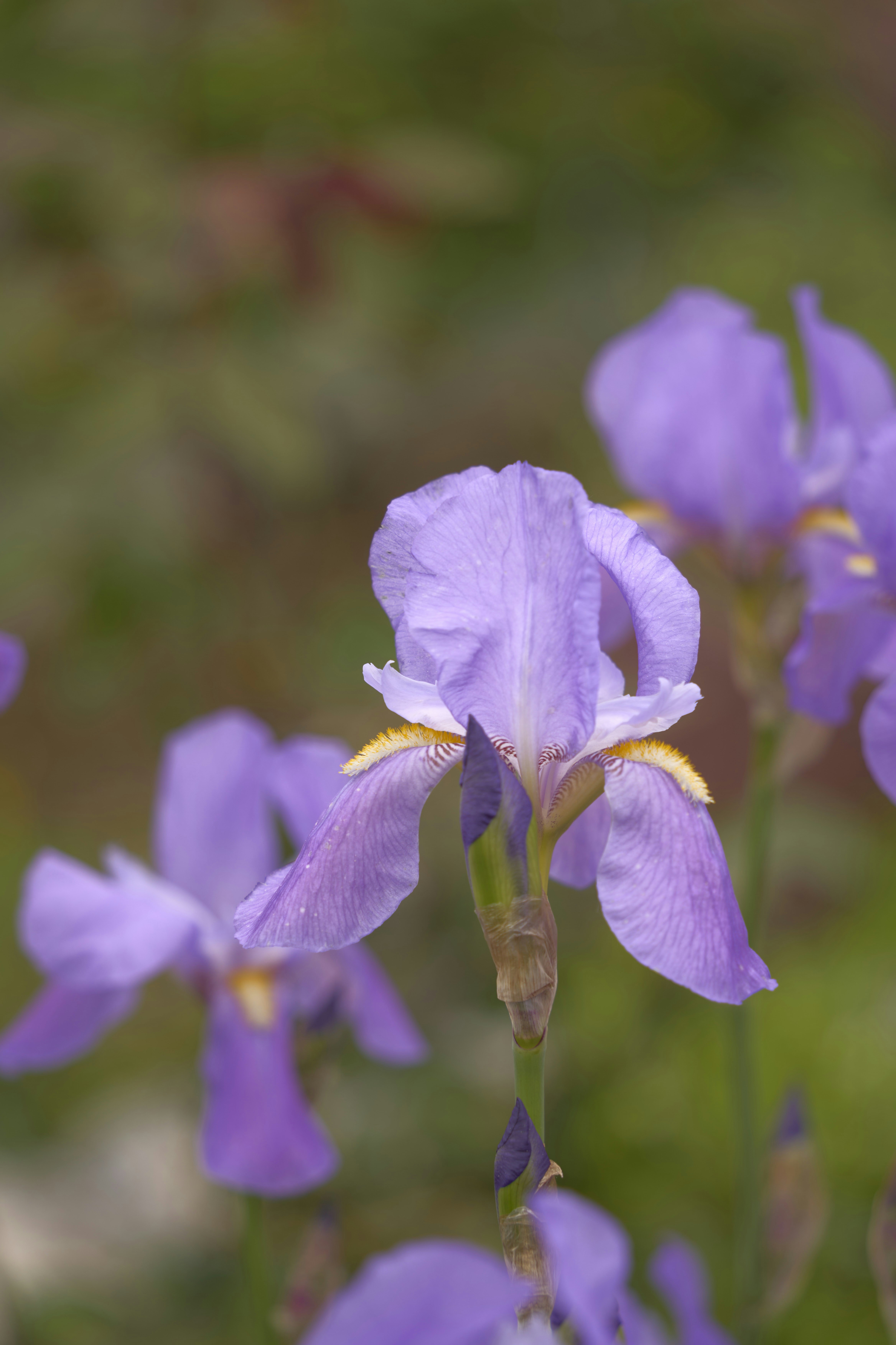 Lavender Iris Bloom Framed by Soft Spring Light