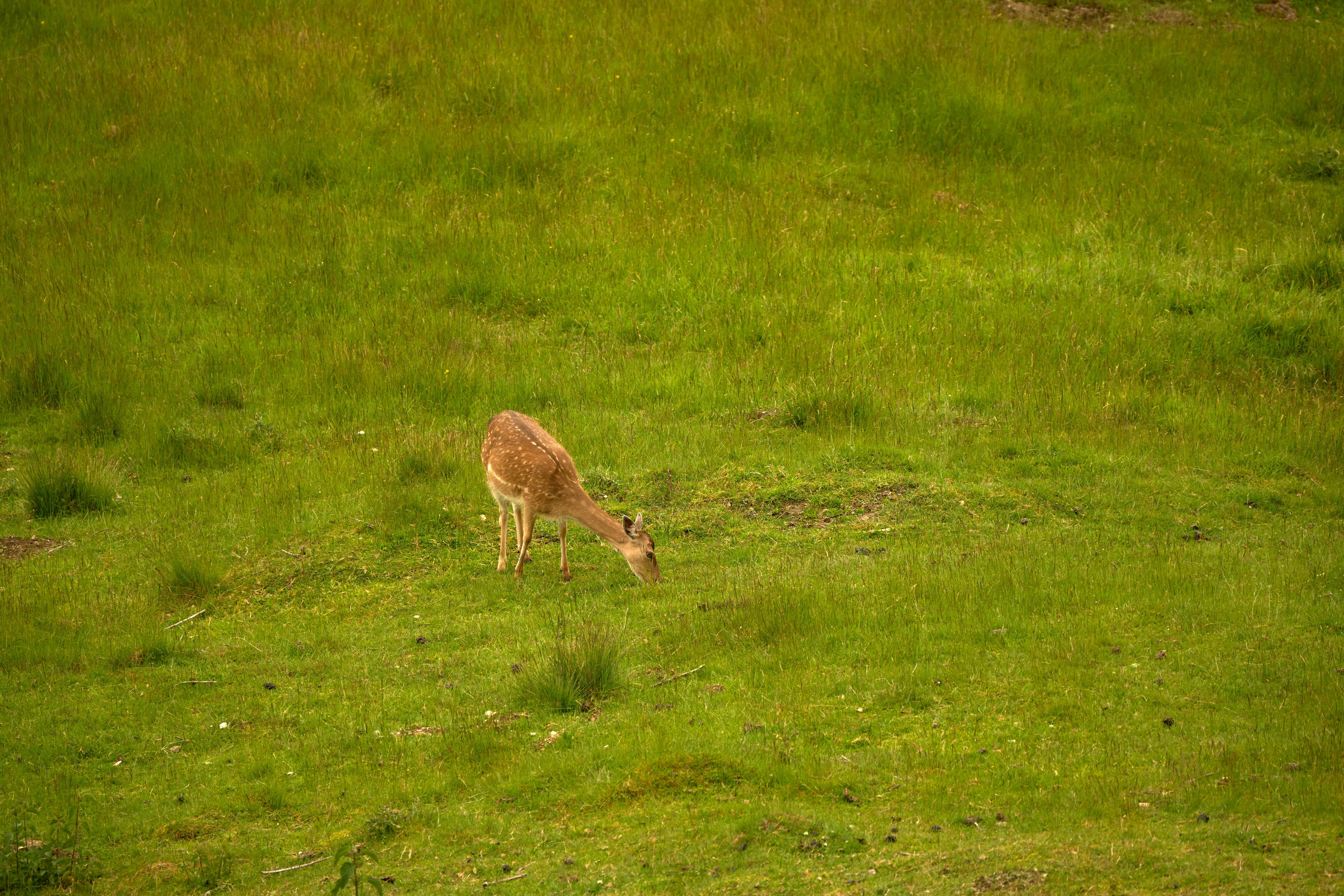 Photo by Wolfgang Hasselmann with Sony Alpha 7 IV