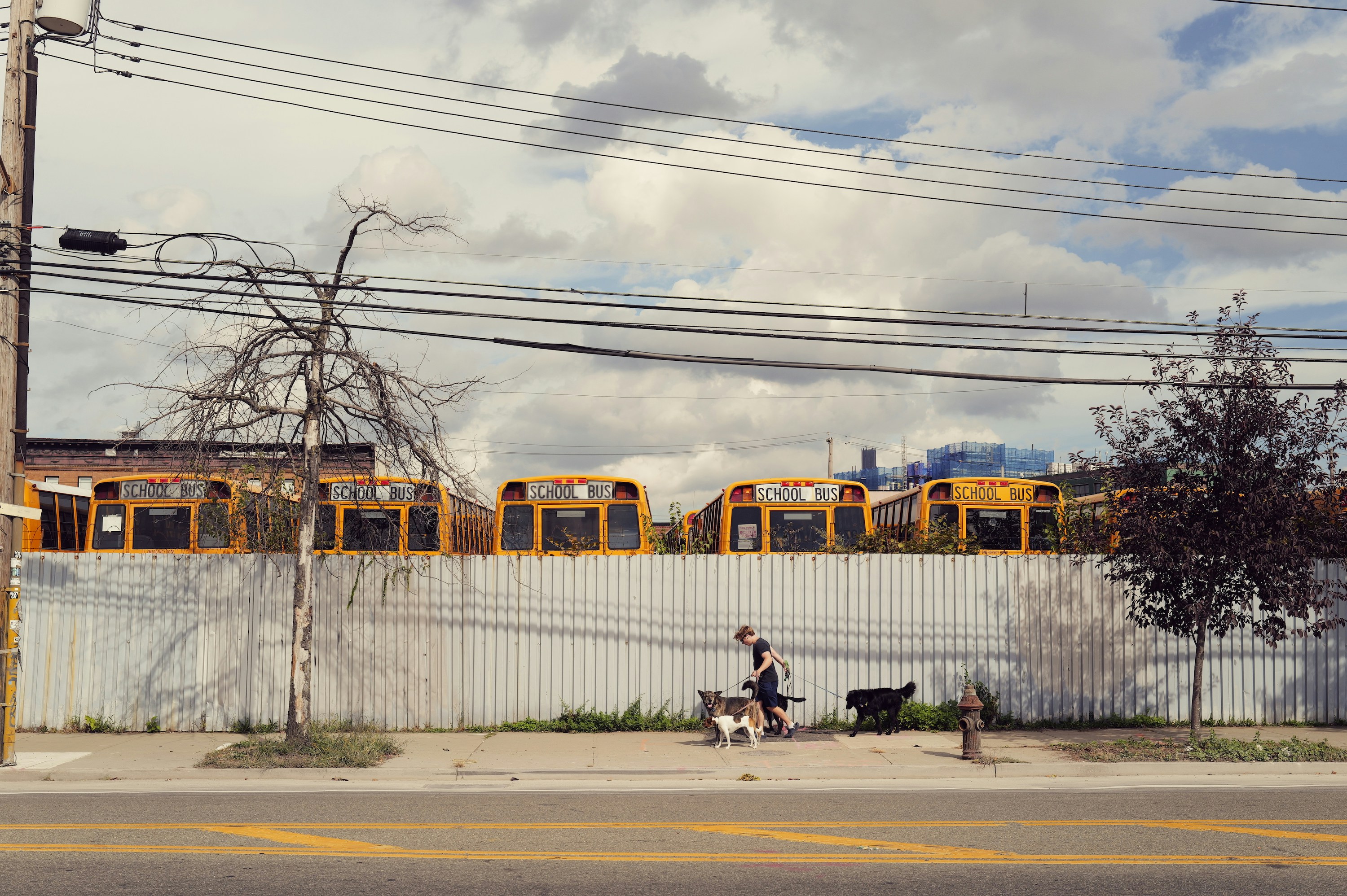 Line of Yellow Sentinels Over a Quiet Street