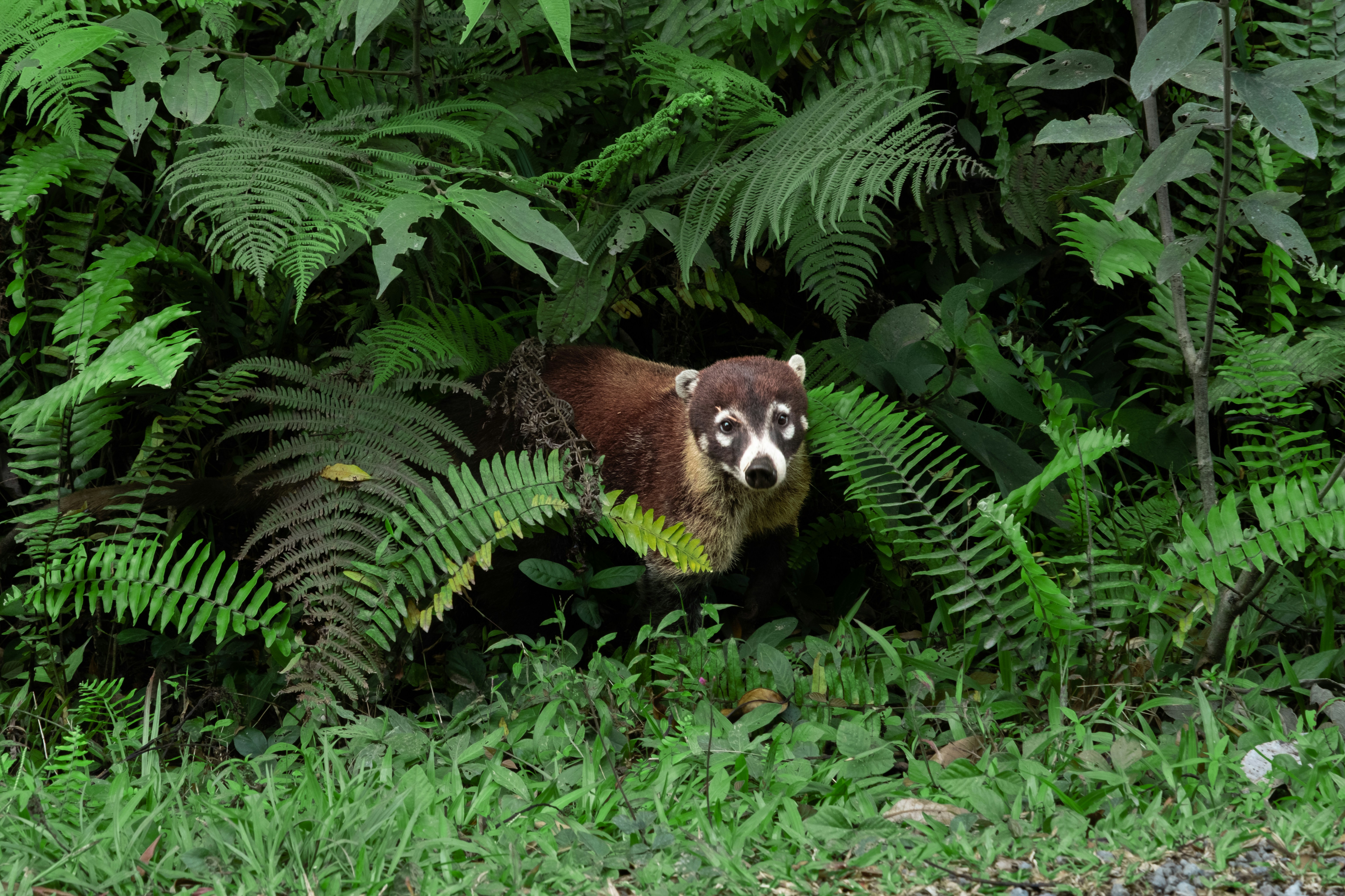 Hidden Ferret in the Ferned L Blue