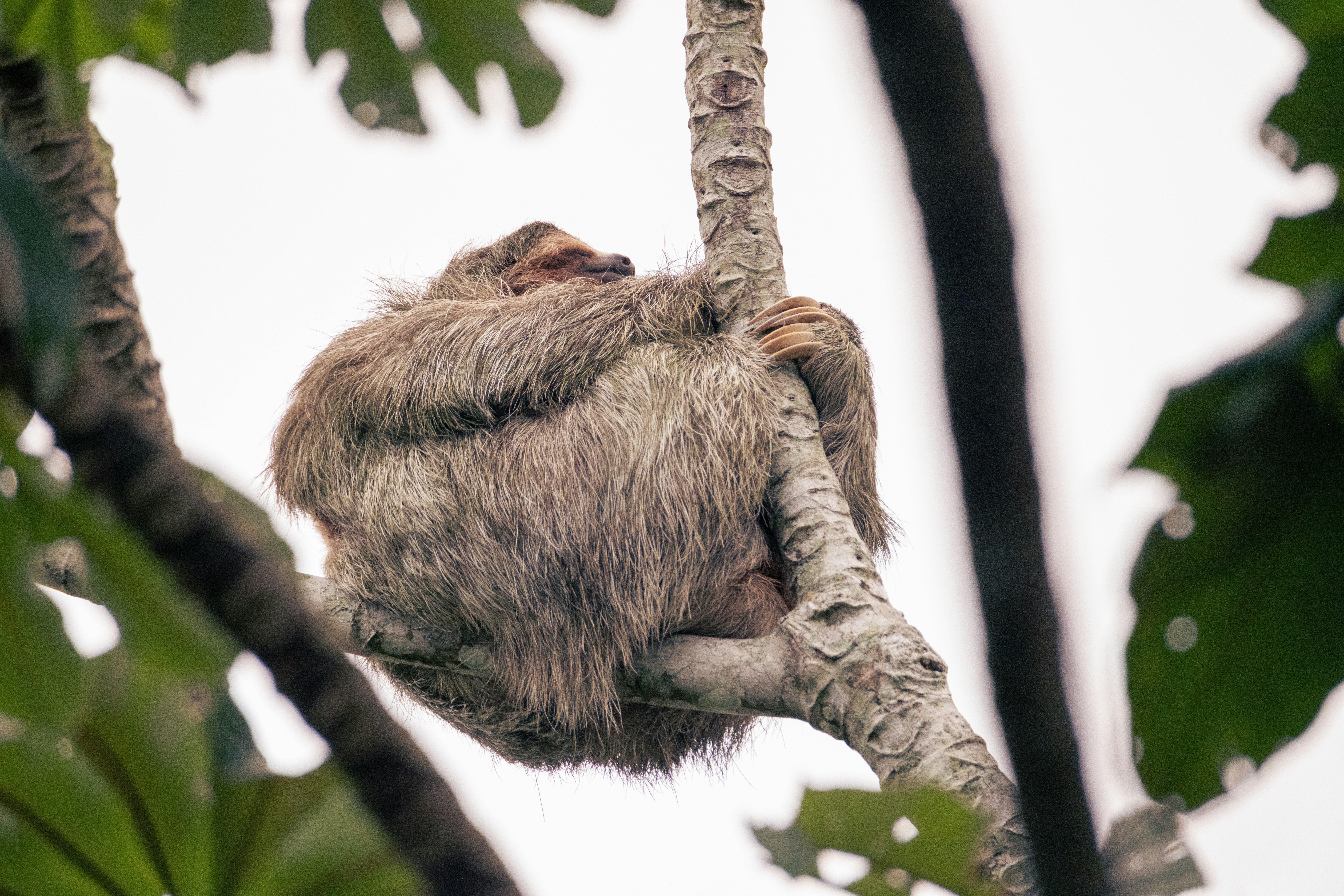 Somnolent Silhouette: A Slumbering Sloth Clings to a Branch