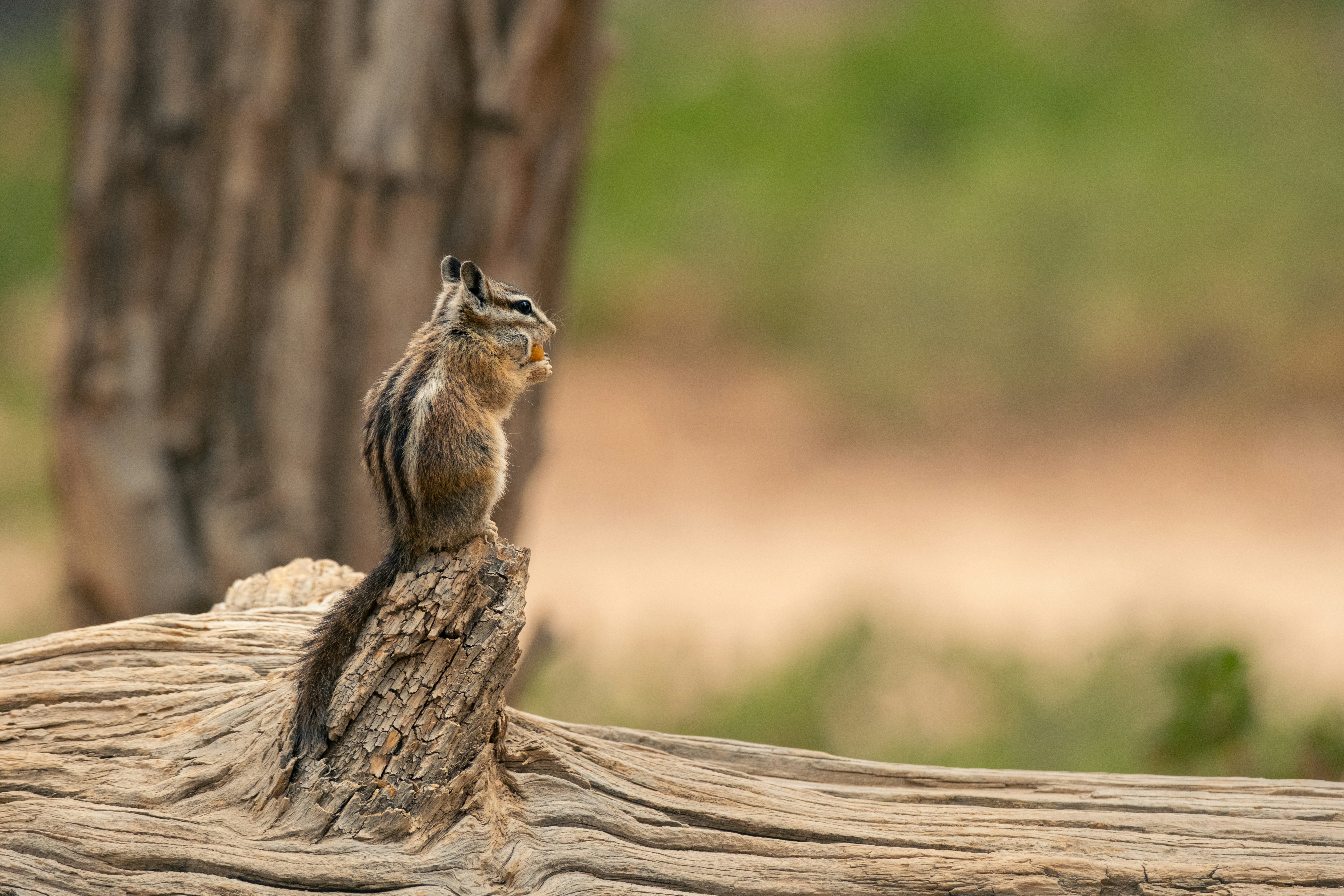 Chipmunk on a Weathered Log: Quiet Detail in a Sunlit Clearing