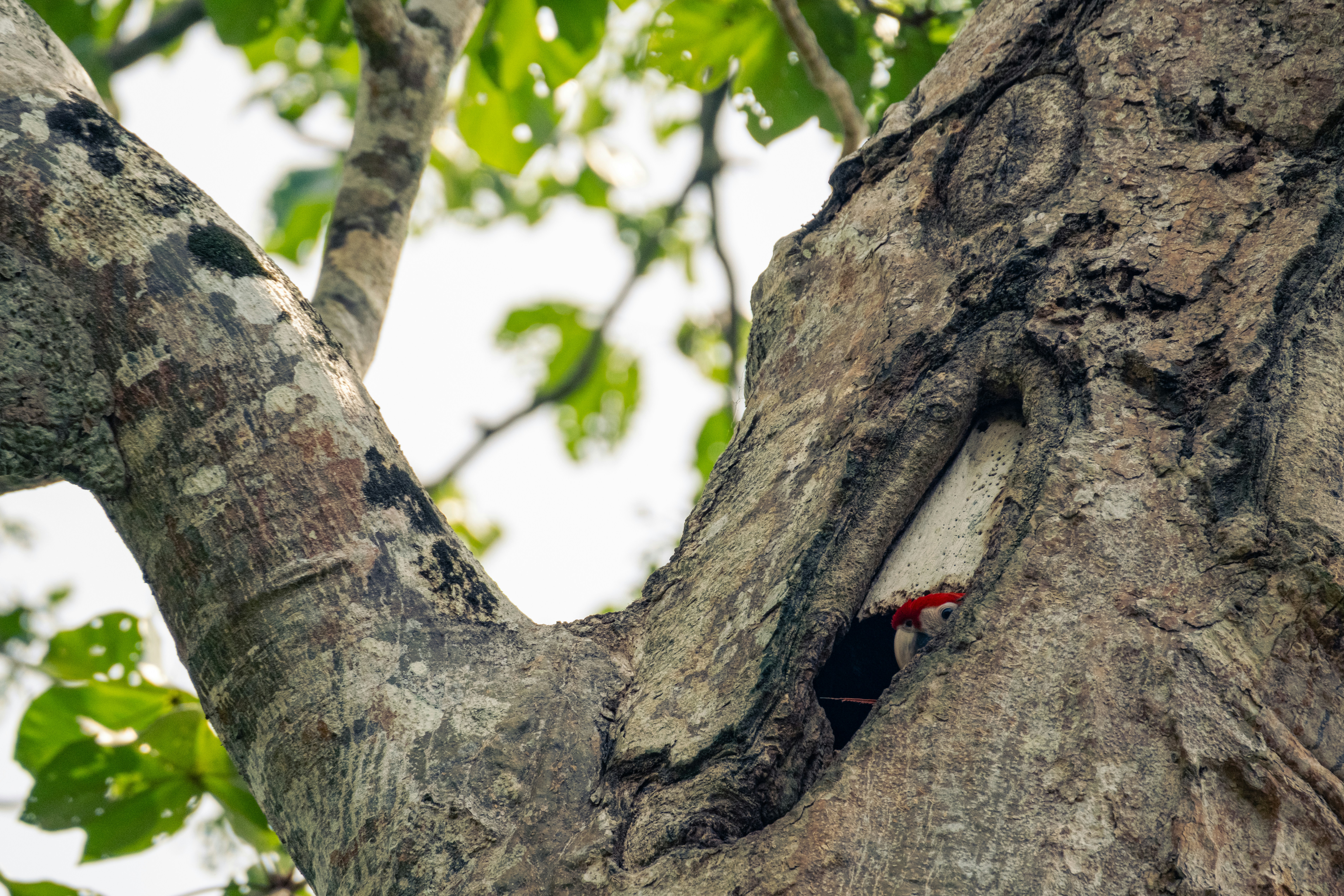 Hidden Red-Crested Nook: A Bird's Rest in the Tree