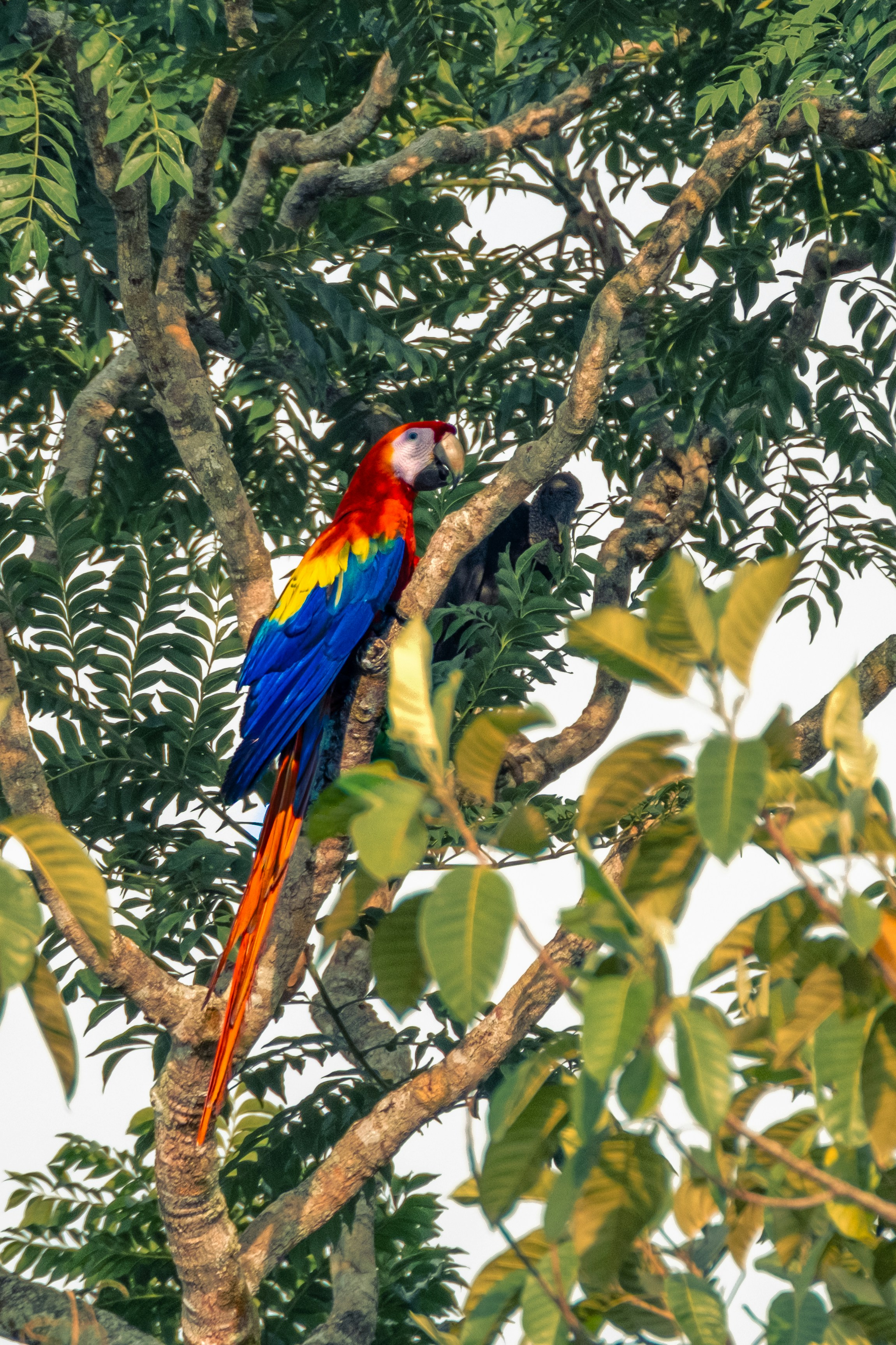 Scarlet-Blue Majesty: A Multicolored Macaw Holds Court in a Sunlit Canopy