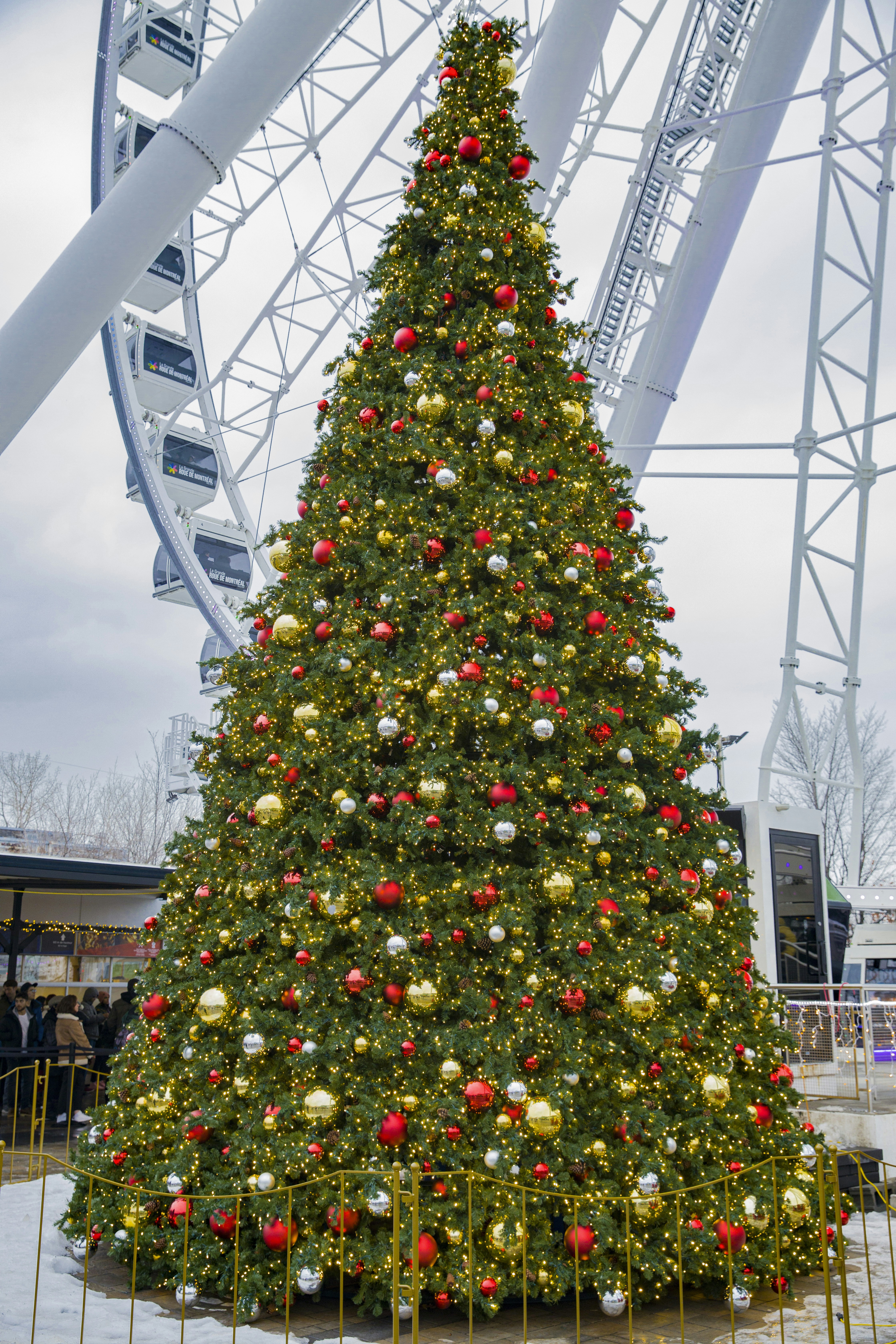 A Festive Giant: A Christmas Tree Reaching Toward the Sky