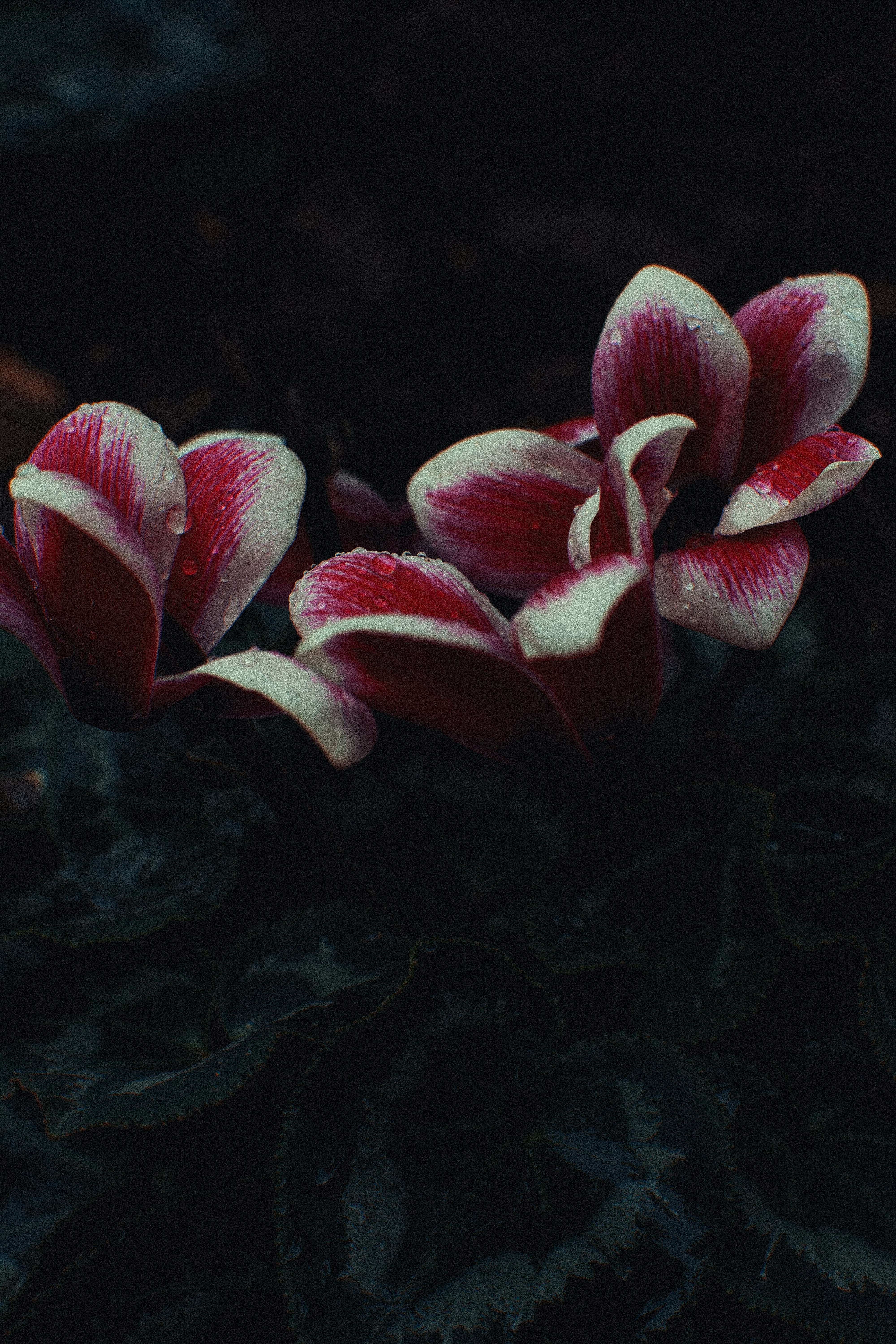 Crimson Petals in Velvet Shadow