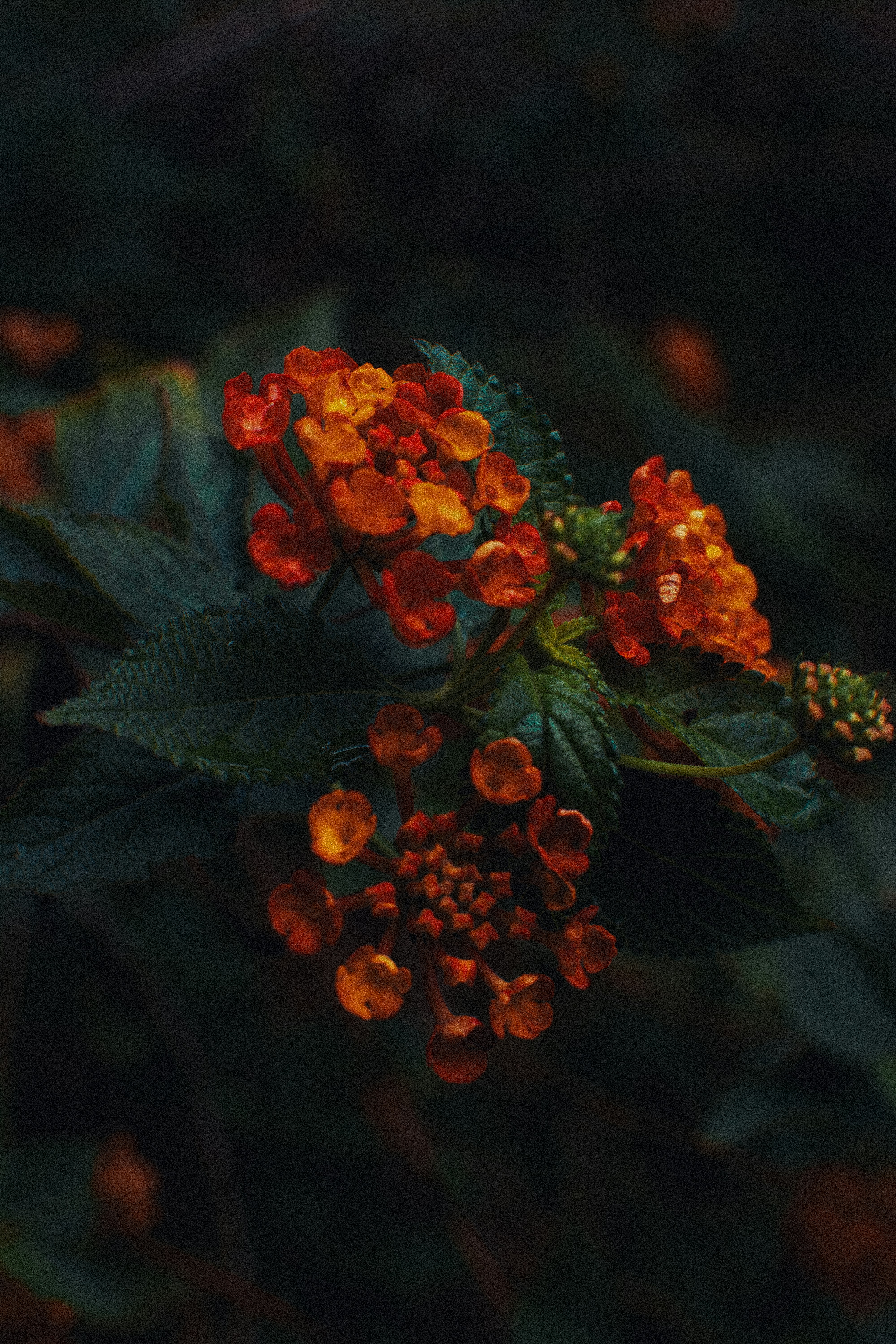 Vivid cluster of orange blossoms emerging from shadowed foliage