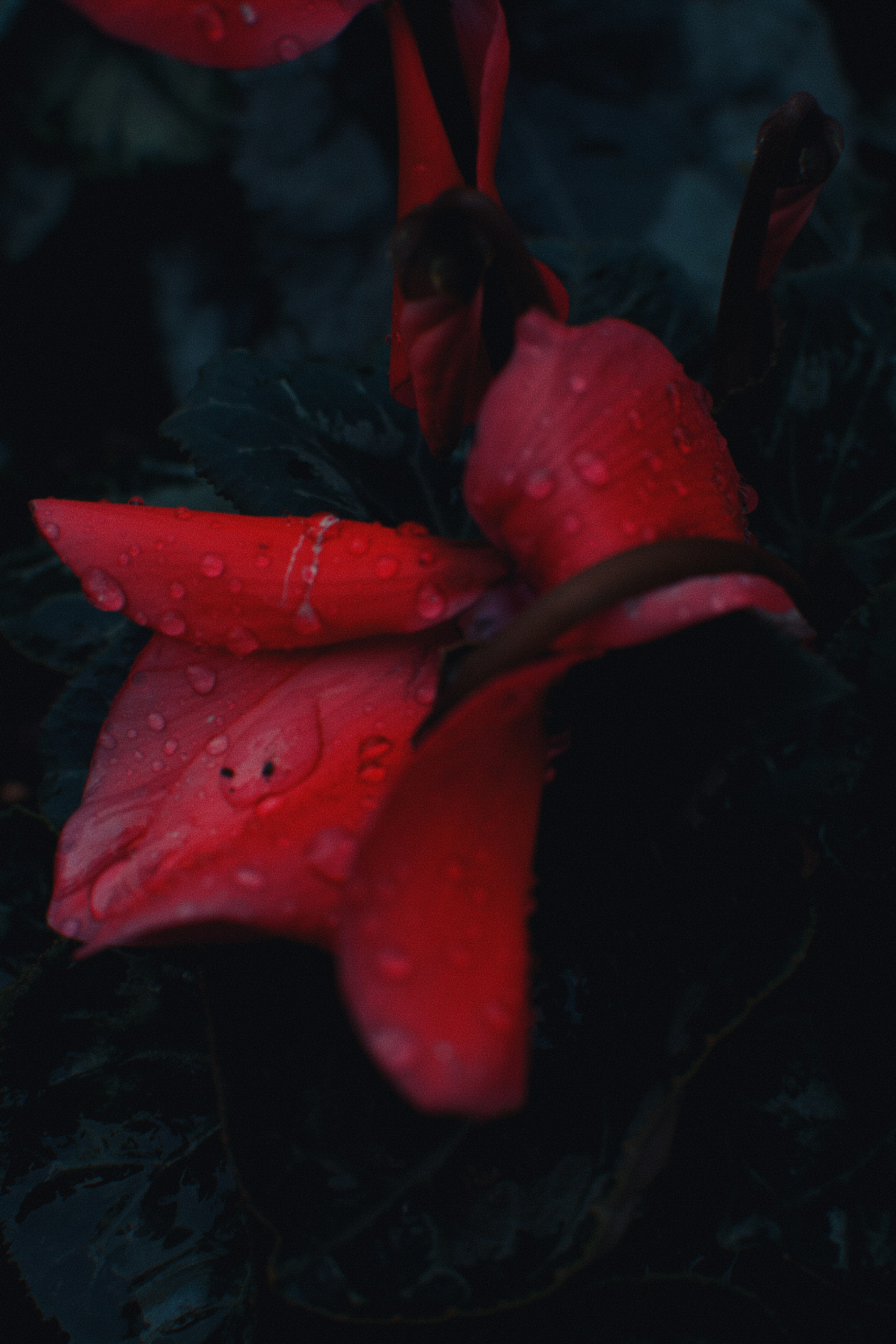 Rose in shadow: a crimson bloom under rain-kissed dusk