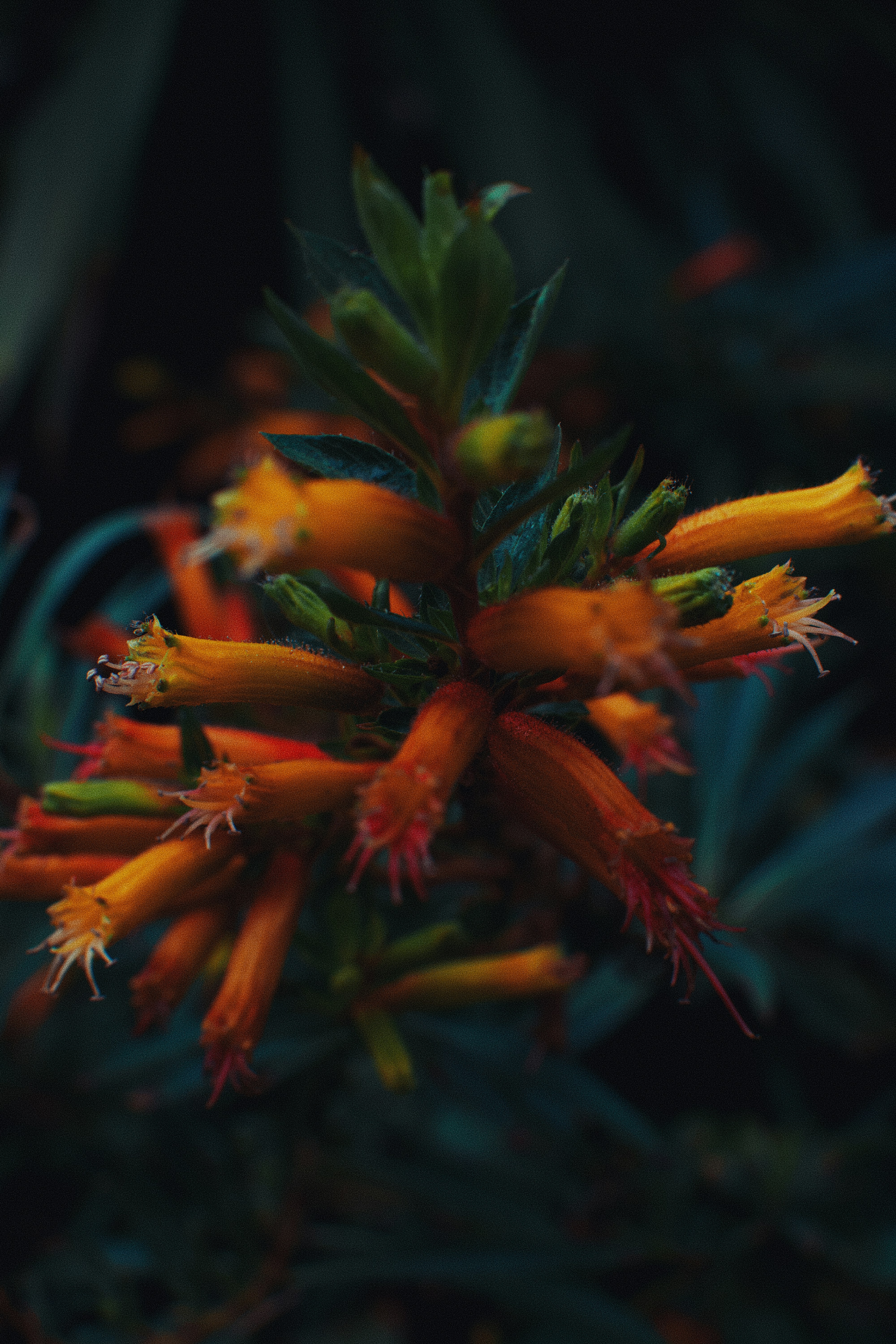 Flame-touched Bloom: a close-knit cluster of orange tubular flowers
