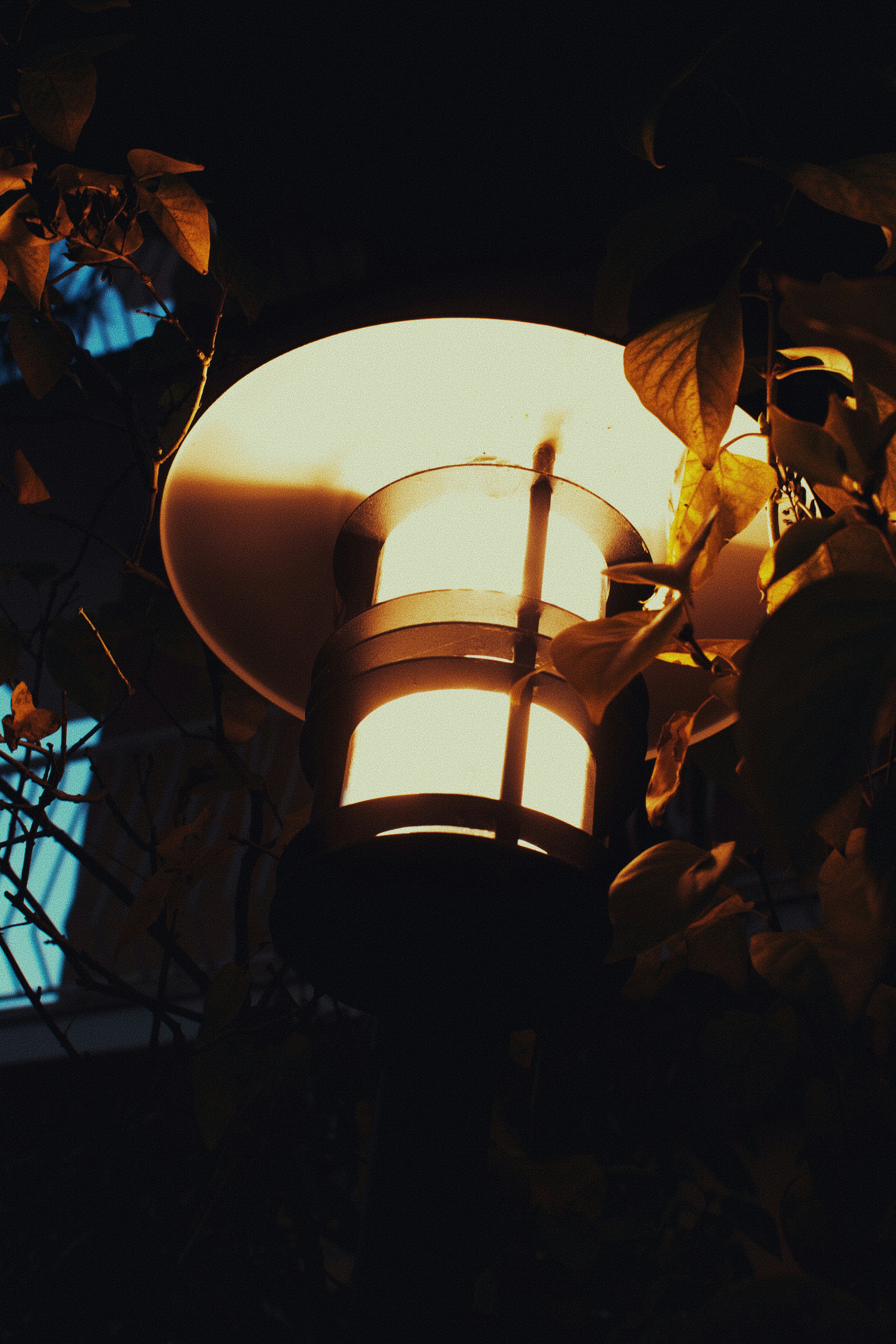 Glowing Lantern Amid Midnight Foliage