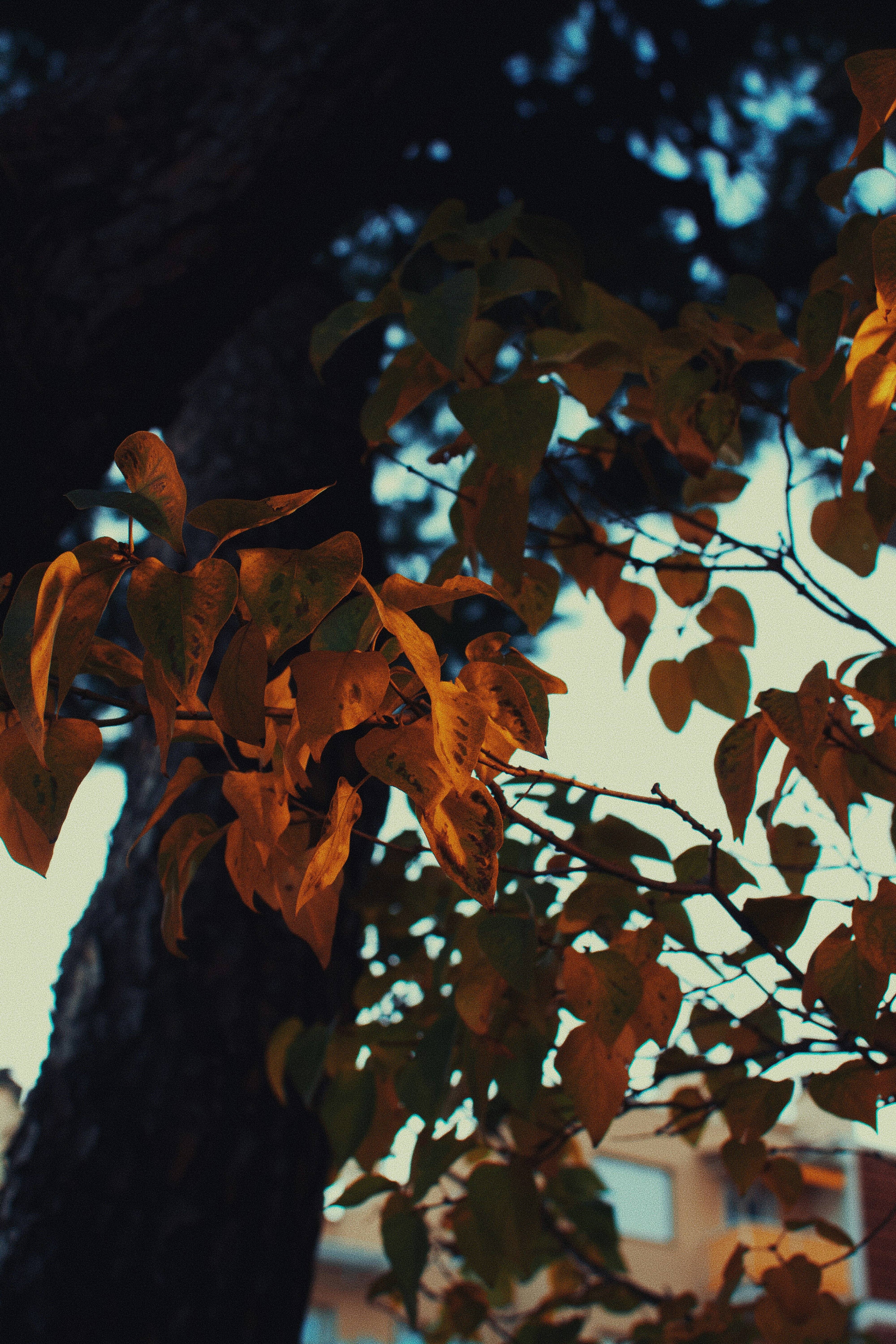 Urban foliage framed against soft daylight, blending nature and city surroundings.