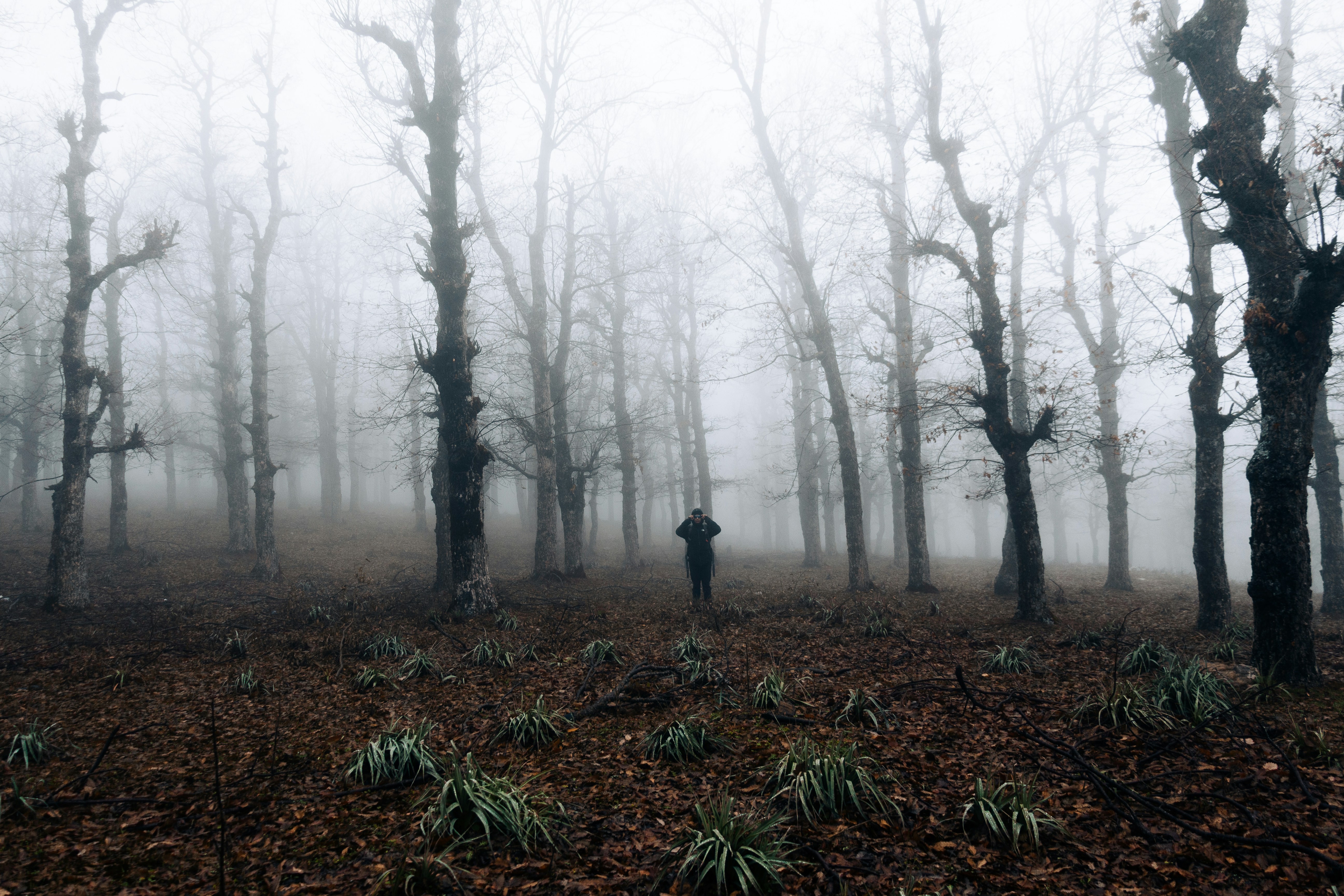 Misty Woodland Lone Figure Between Silent Trees