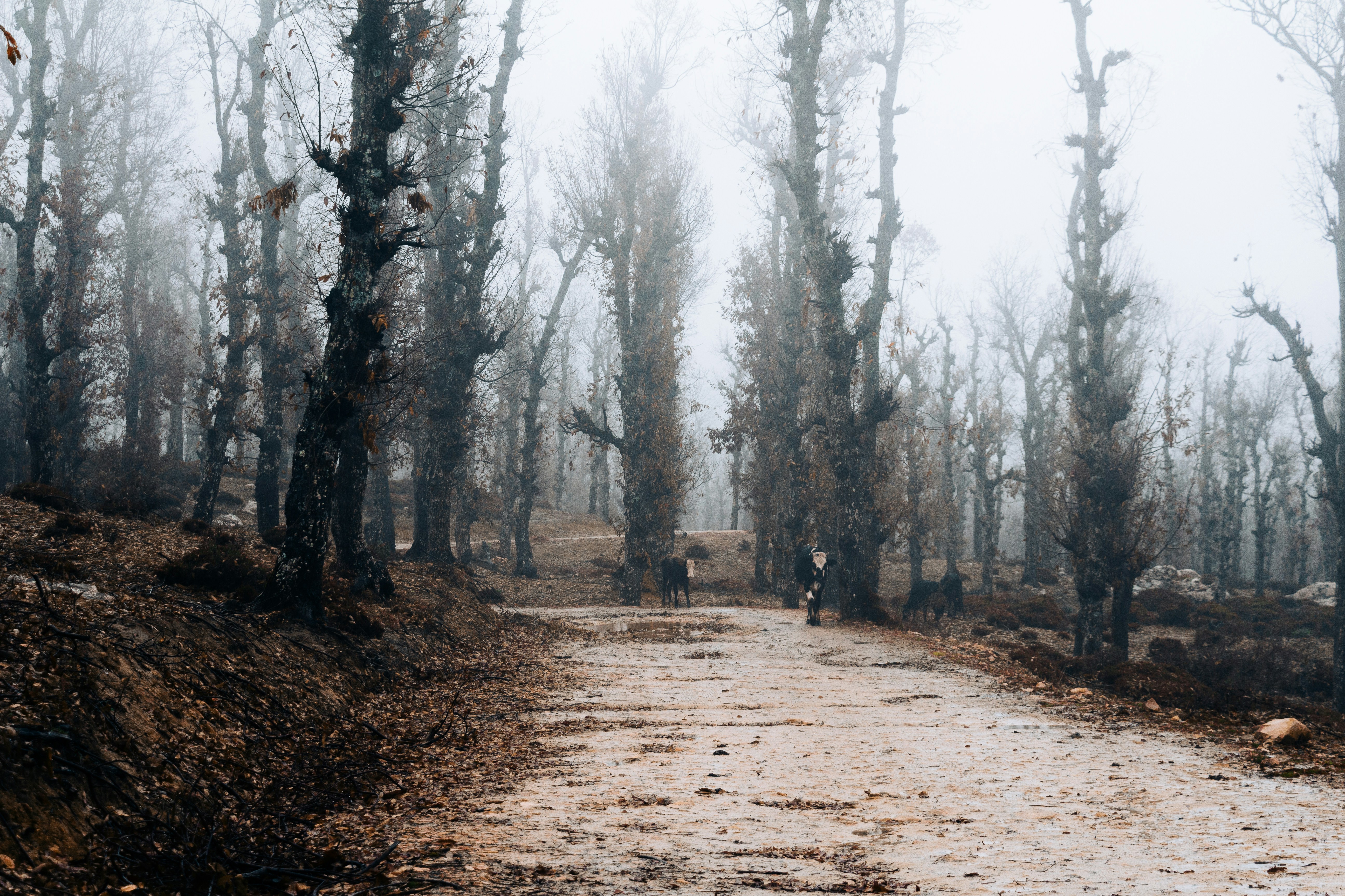 Mist on the Path: Winter Forest Walk