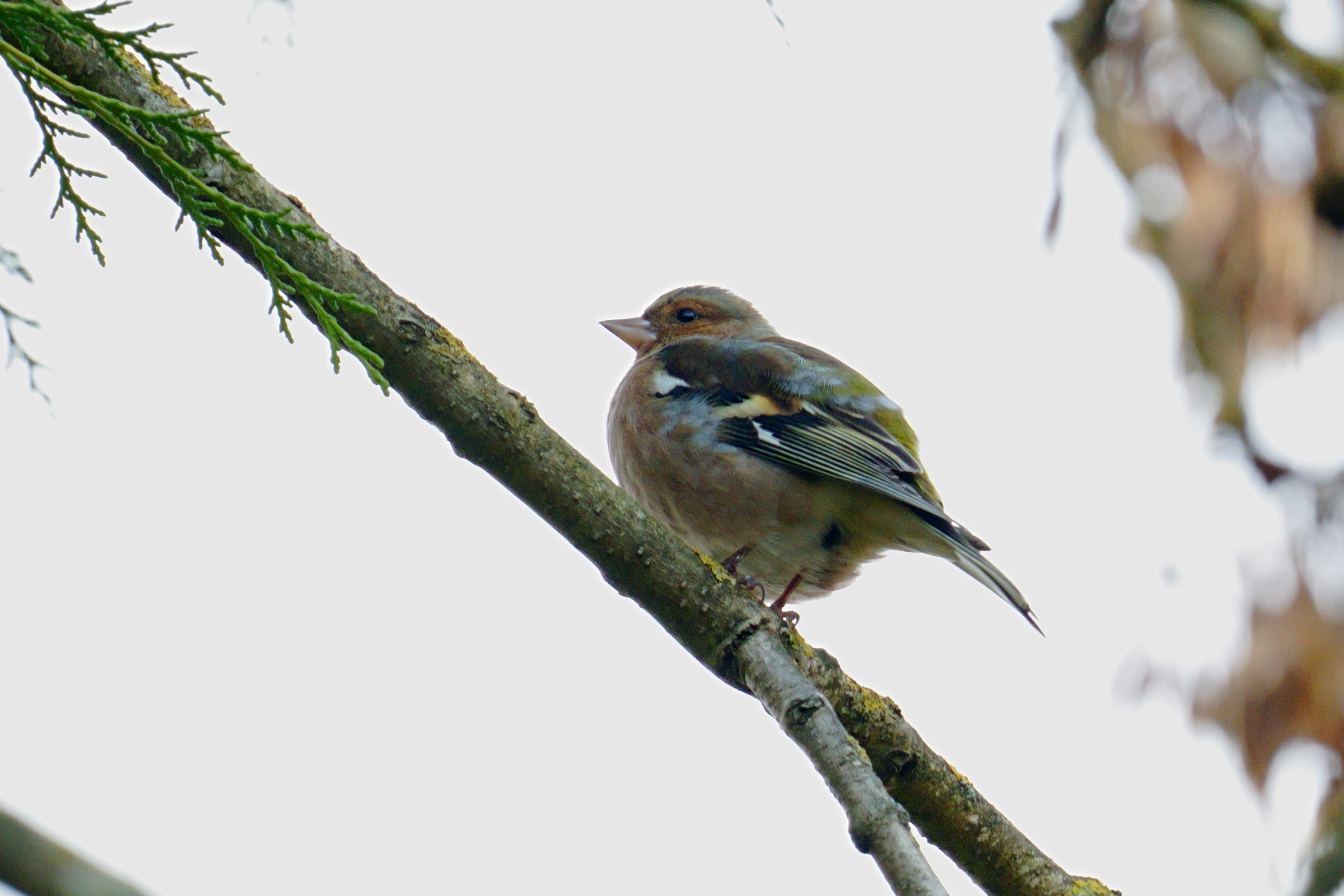 Azure-backed Warbler Seated on a Mossy Branch