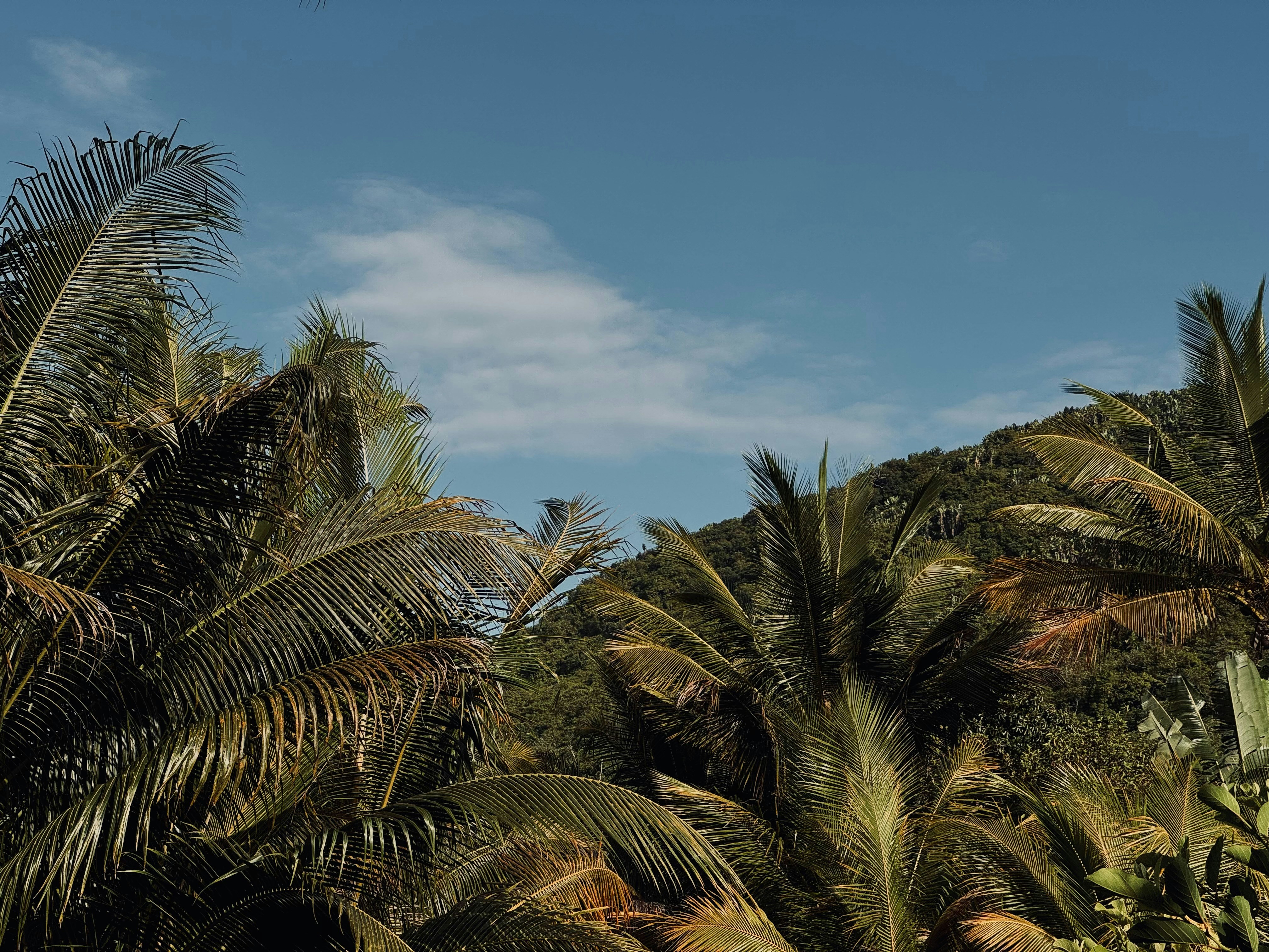 Sunlit Palms and Open Sky: A Coastal Laurel Canopy