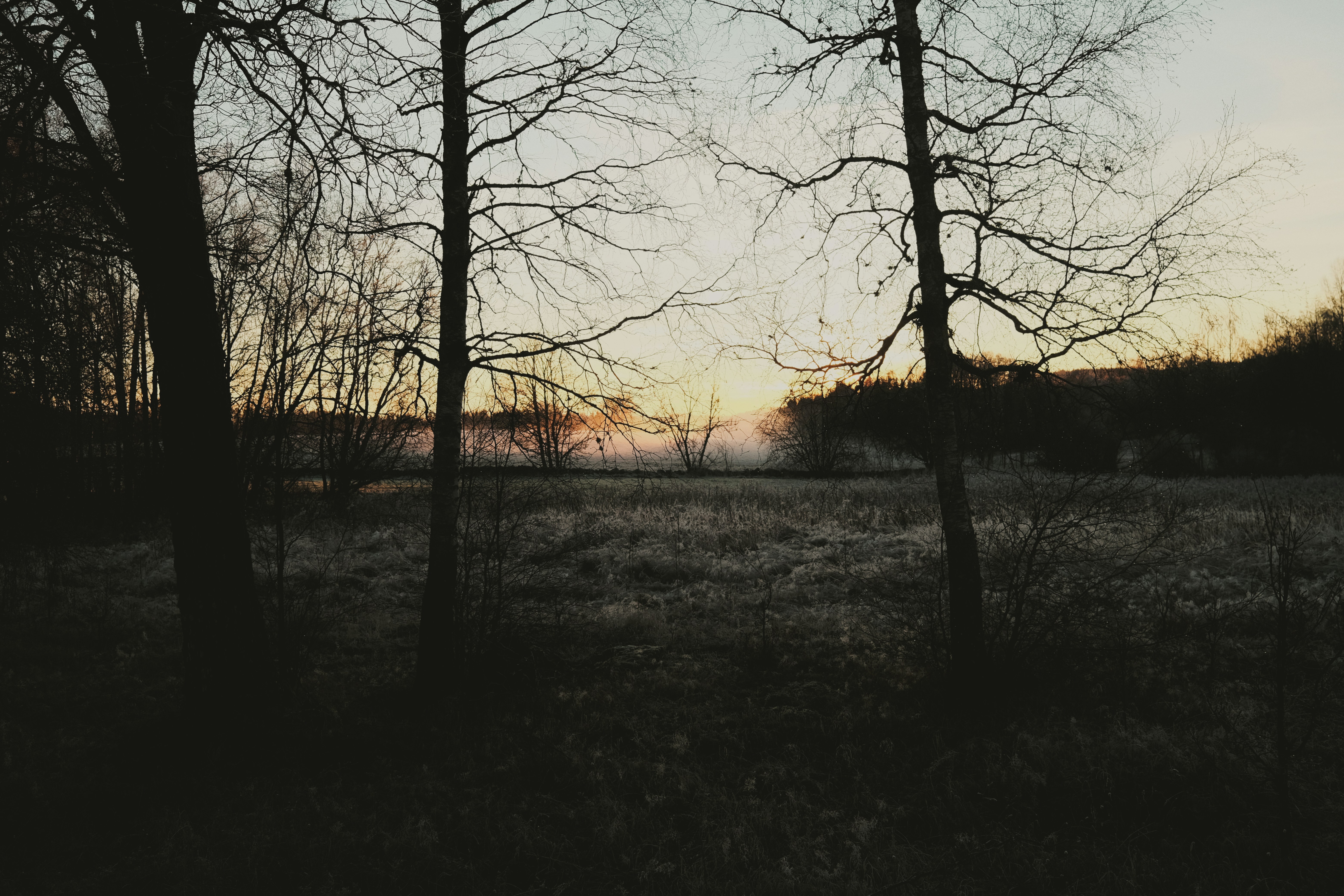 The setting sun through the mist over a frosty field beyond the trees on a cold December afternoon.
