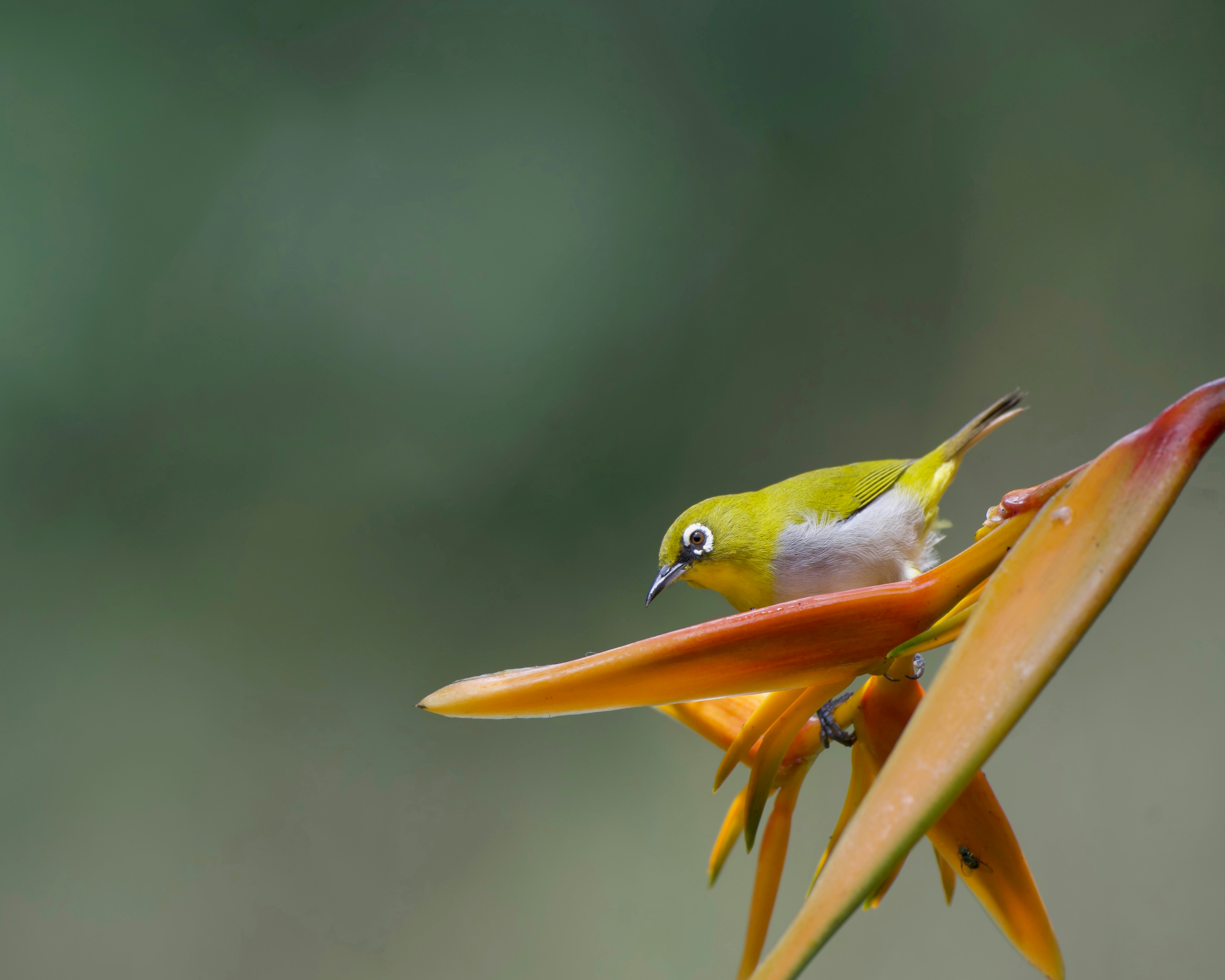 Orange-tipped Perch: A Green-backed Songbird on a Flaming Blossom