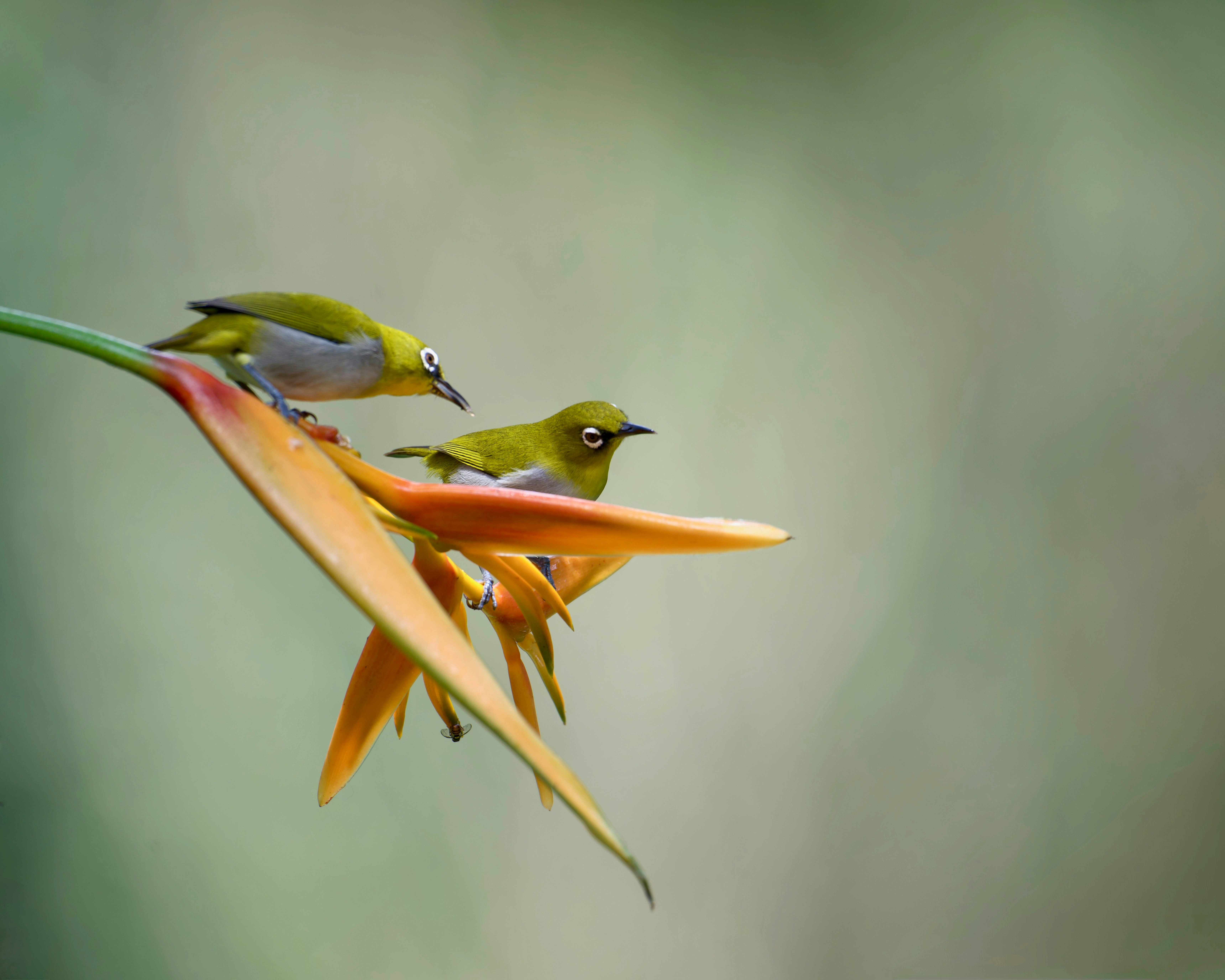 Two Olive-green Birds on an Orange Heliconia Spike
