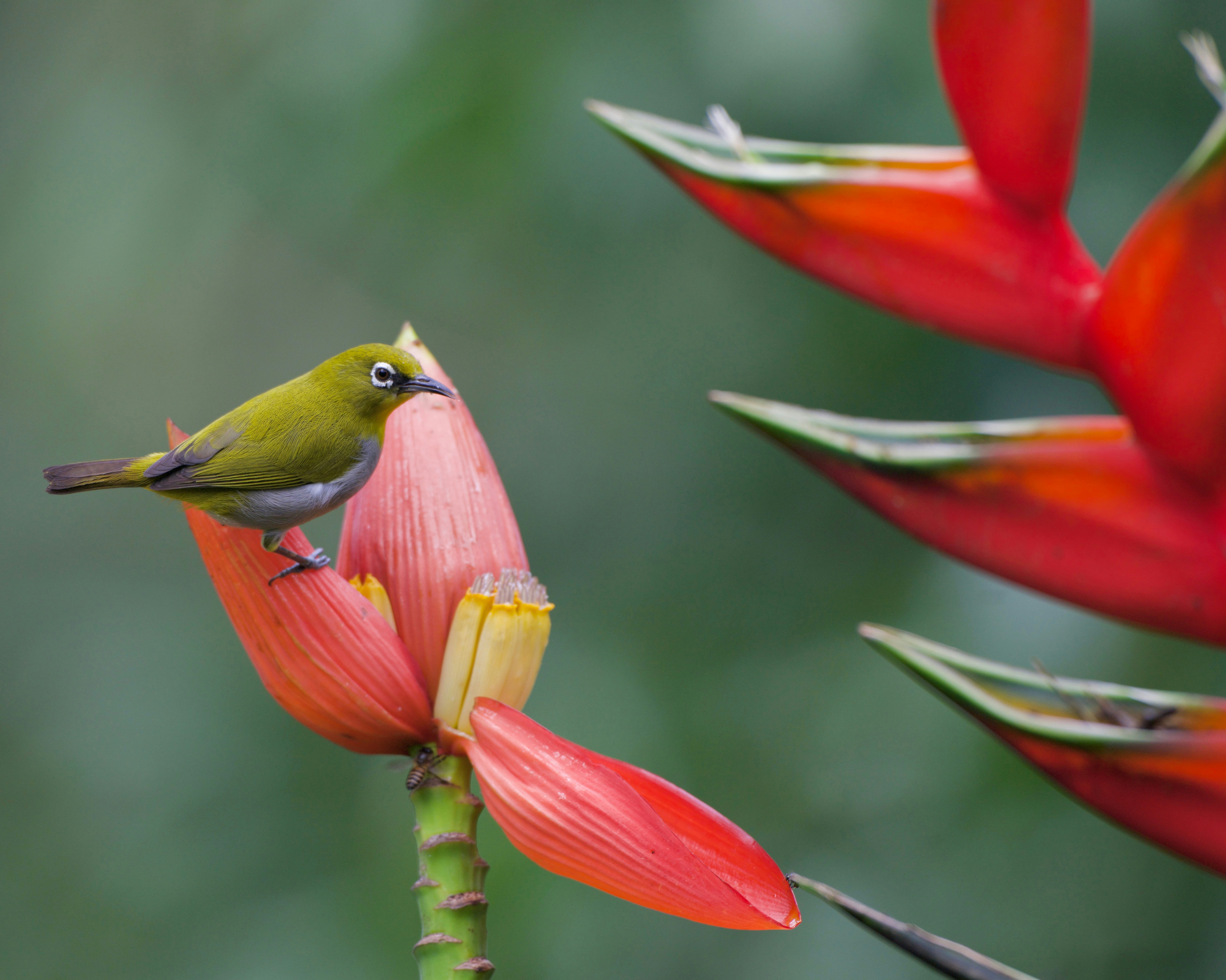 Warbling white-eye or Indian white-eye or Oriental white-eye
