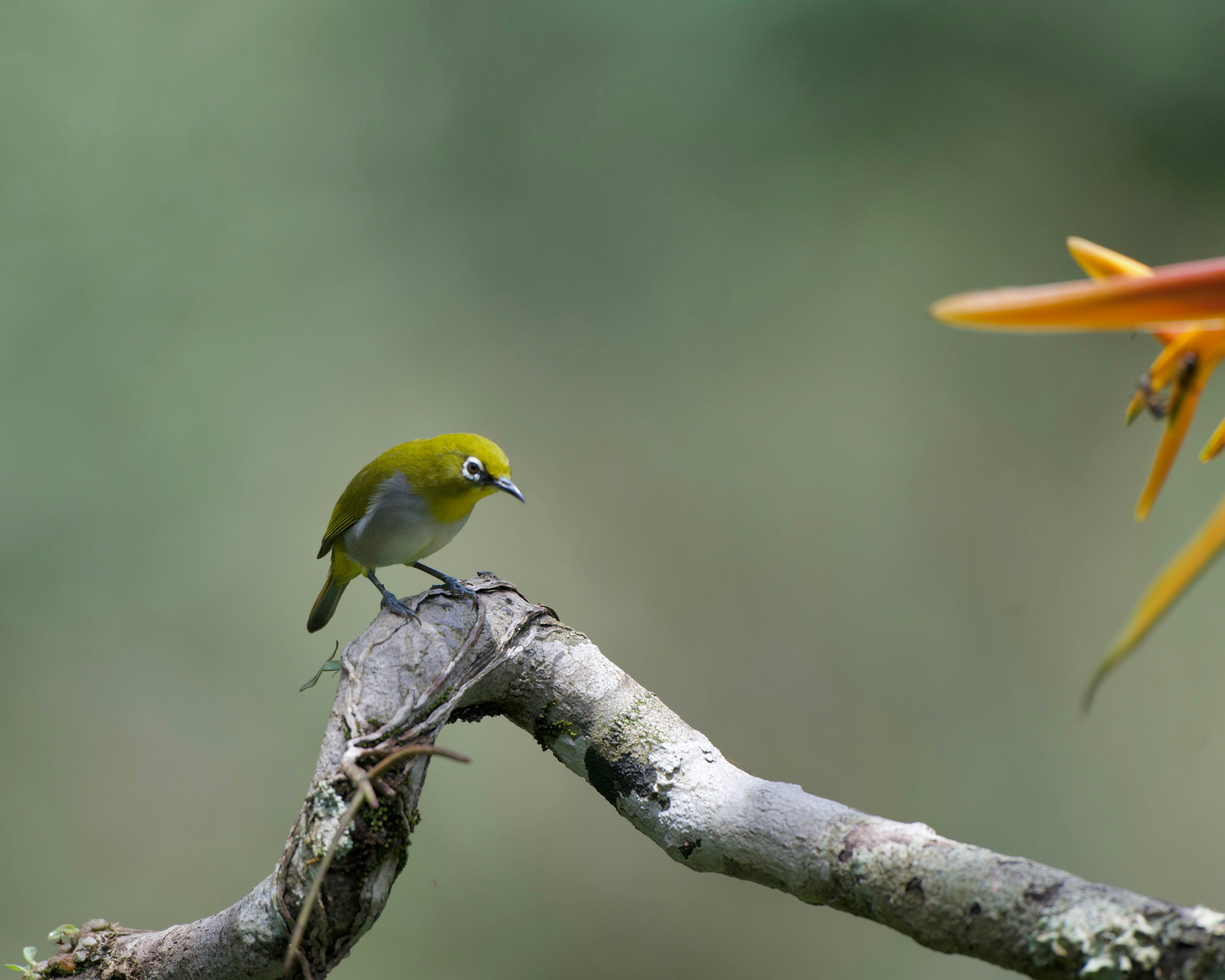 Verdant-eye Warbler on a Lichened Branch