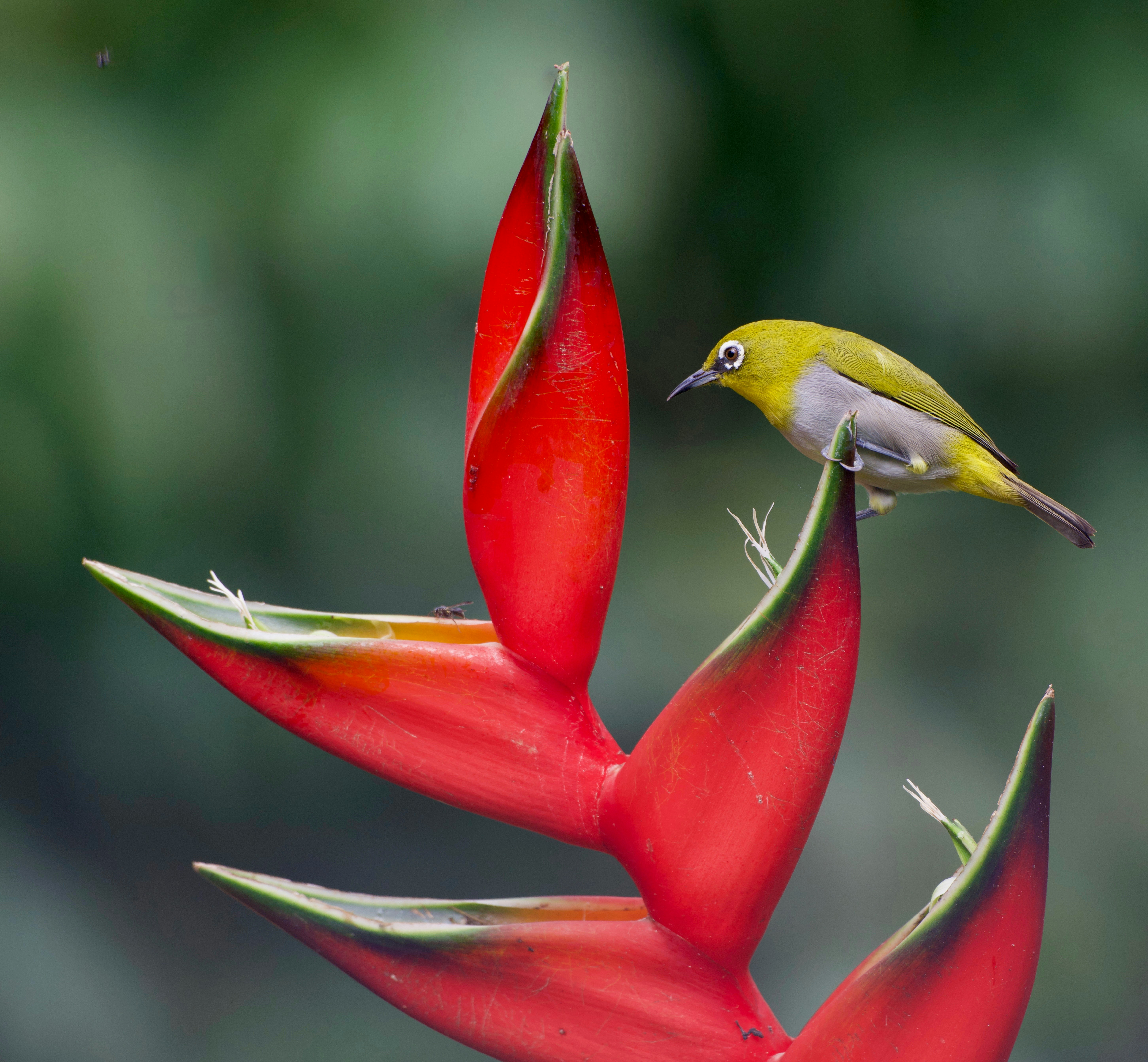 A small bird perches on a vibrant red flower. photo – Free Bird Image ...