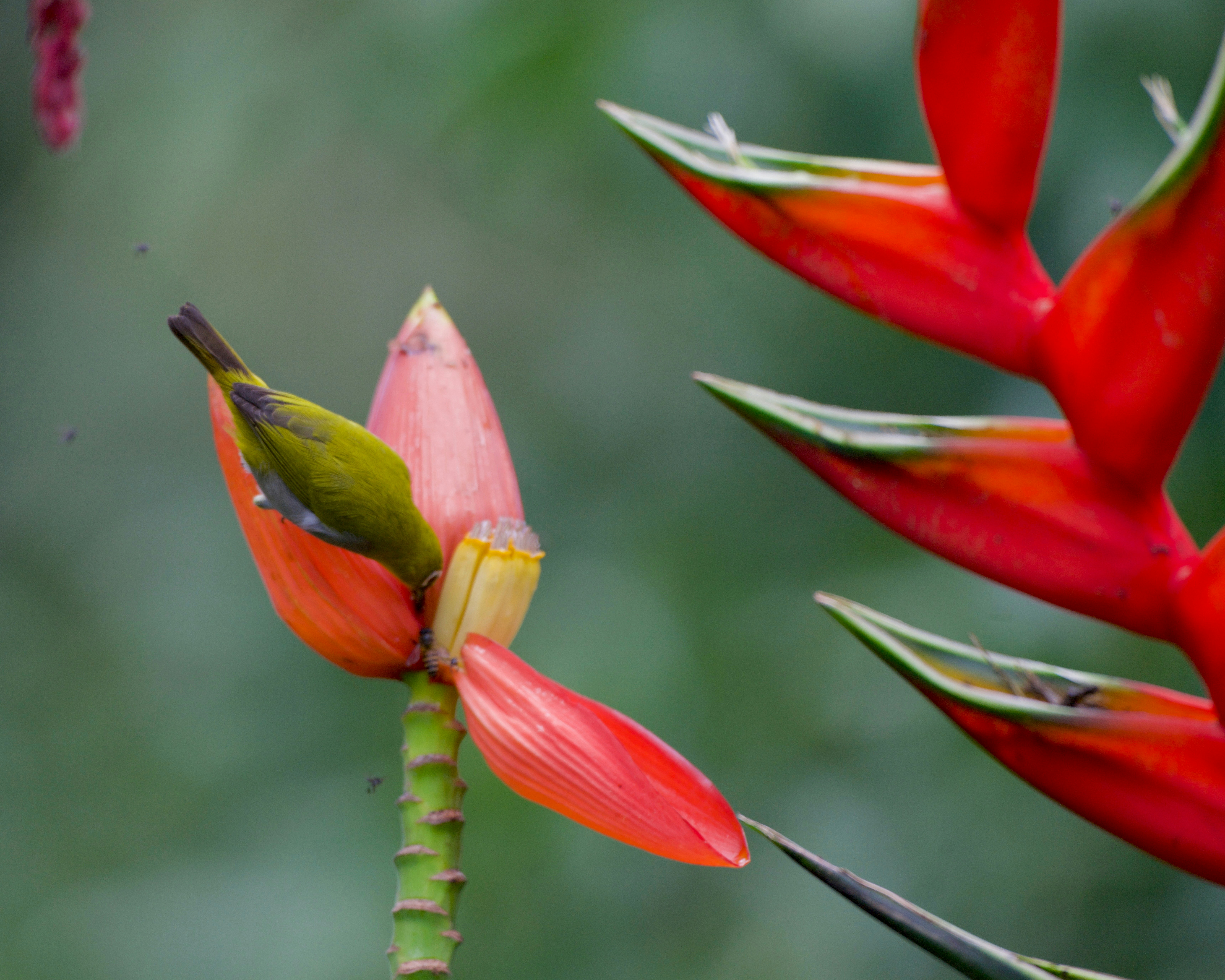 Warbling white-eye or Indian white-eye or Oriental white-eye