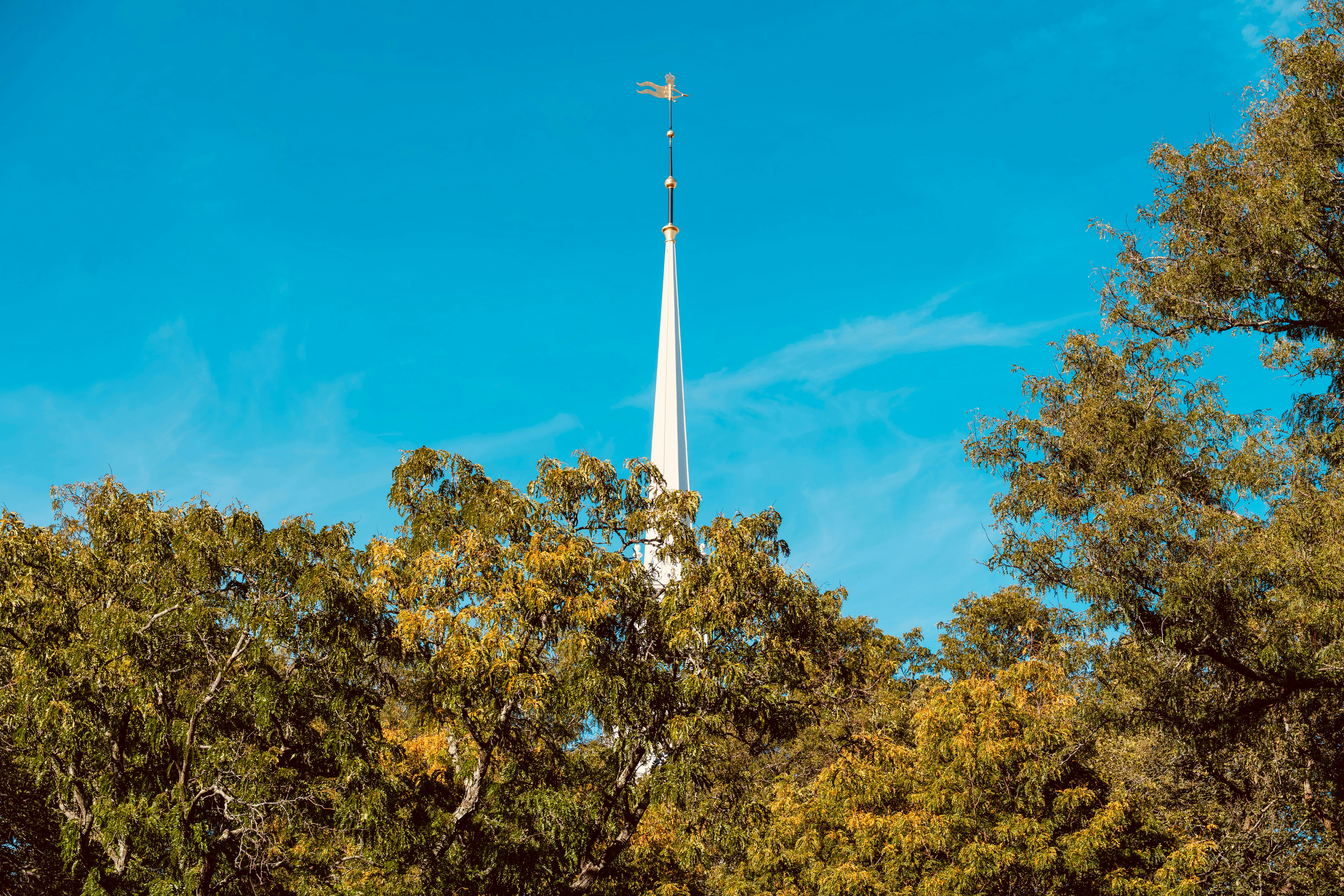 Tower Crowned by a Spear: Tree Line Reaches for a Lone Spire