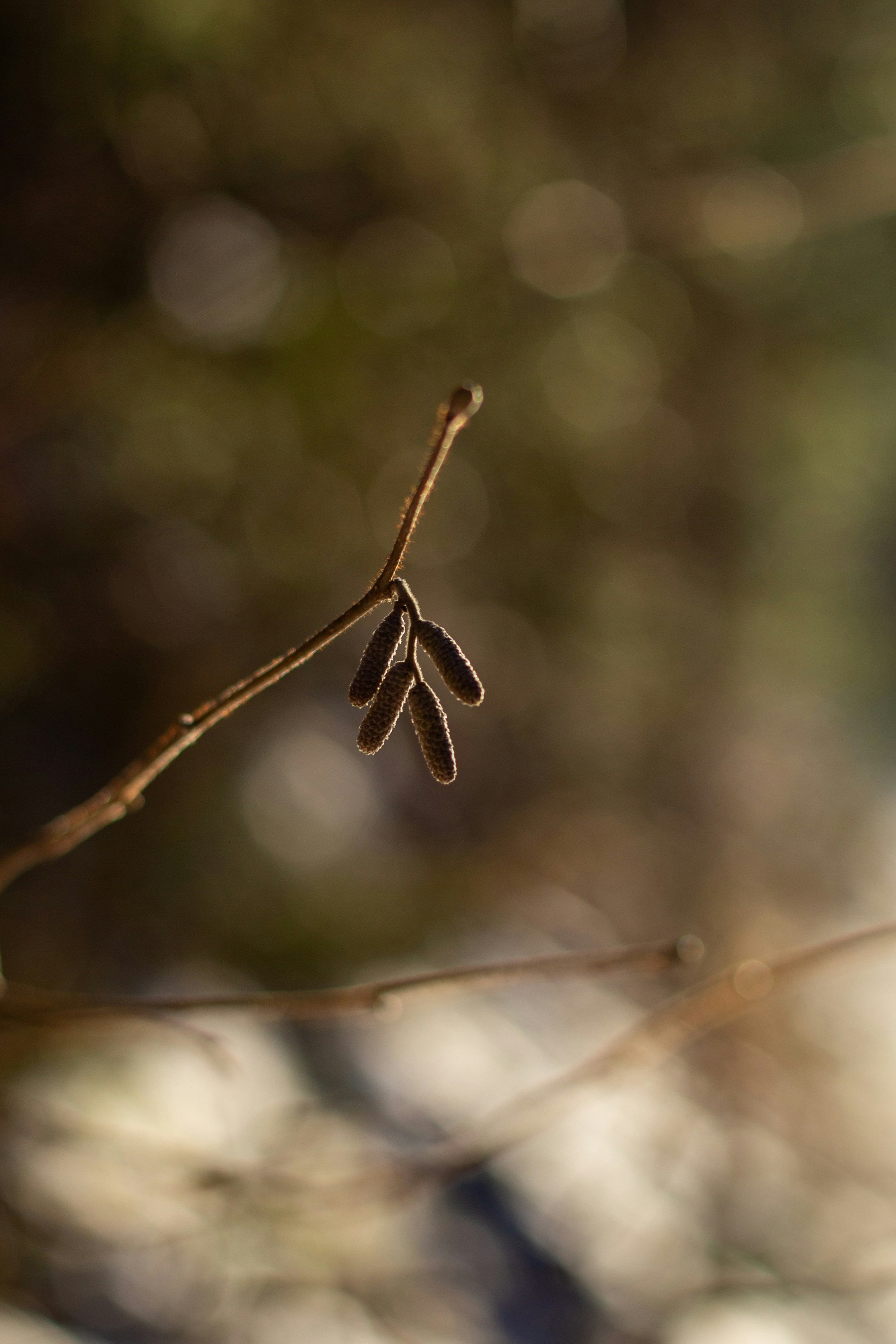 Small seed pods hang from a thin branch. photo – Free Forest Image on ...