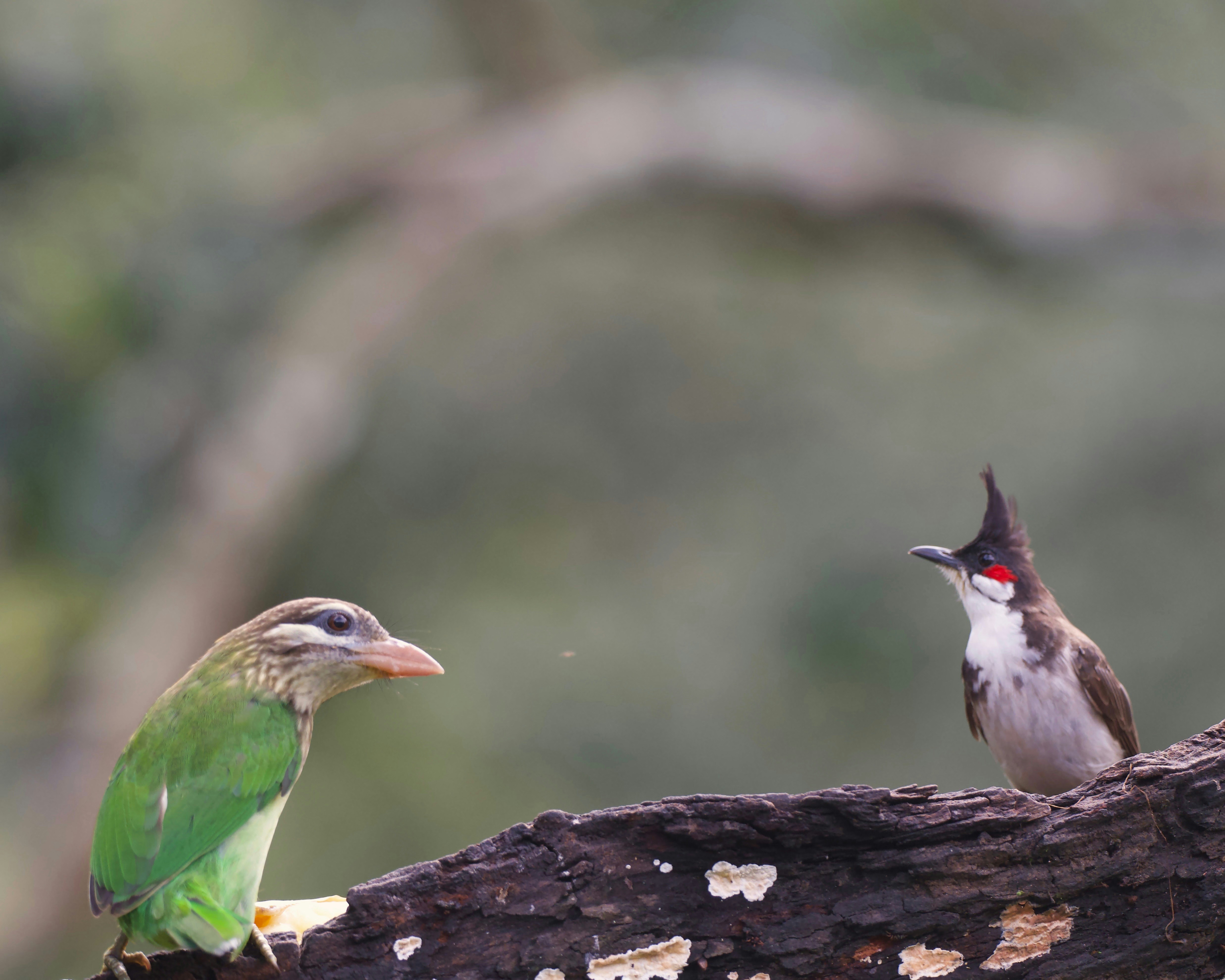 Contrast on the Log: Parrots in Quiet Dialogue