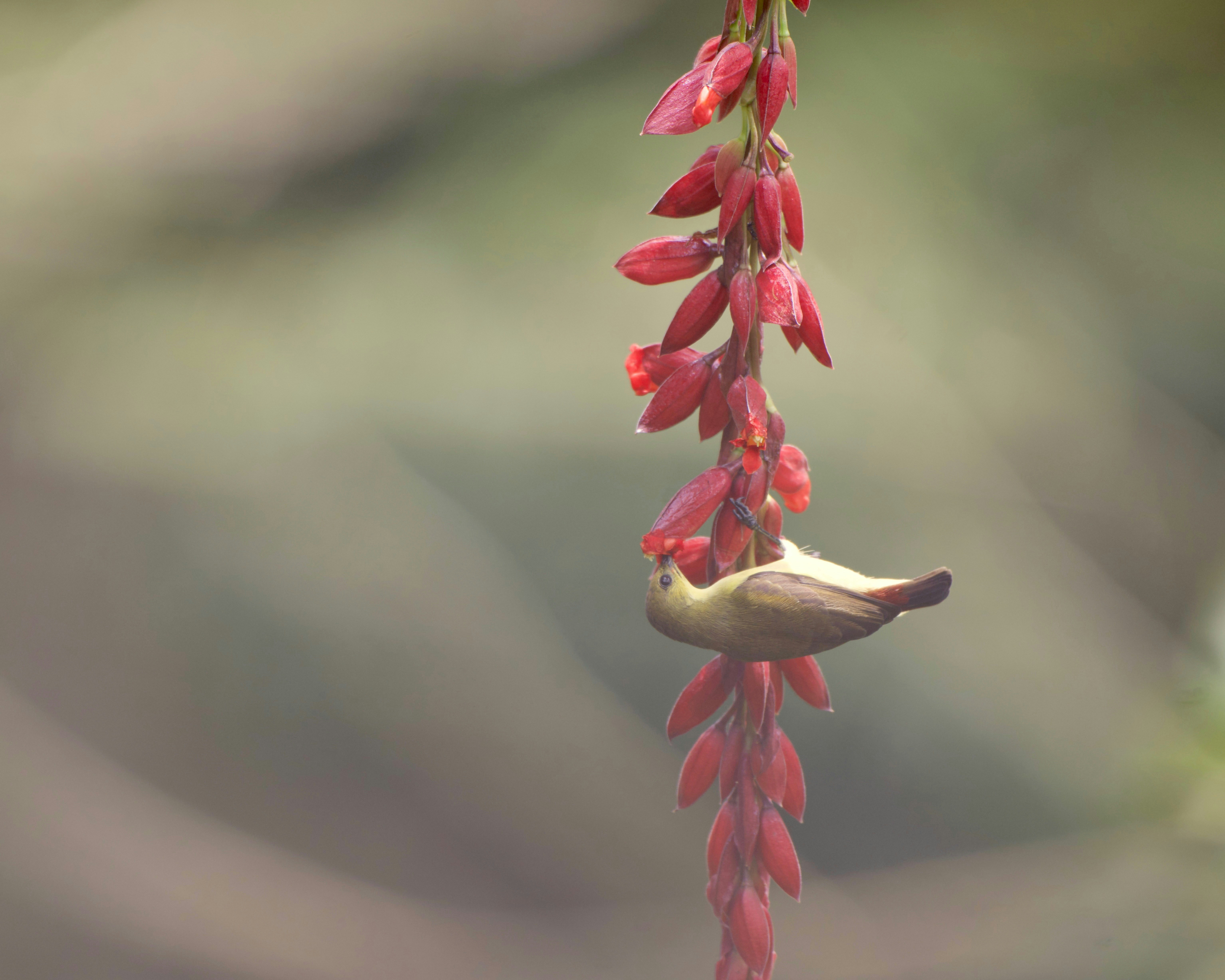 Crimson- backed sunbird ( female ) feeding