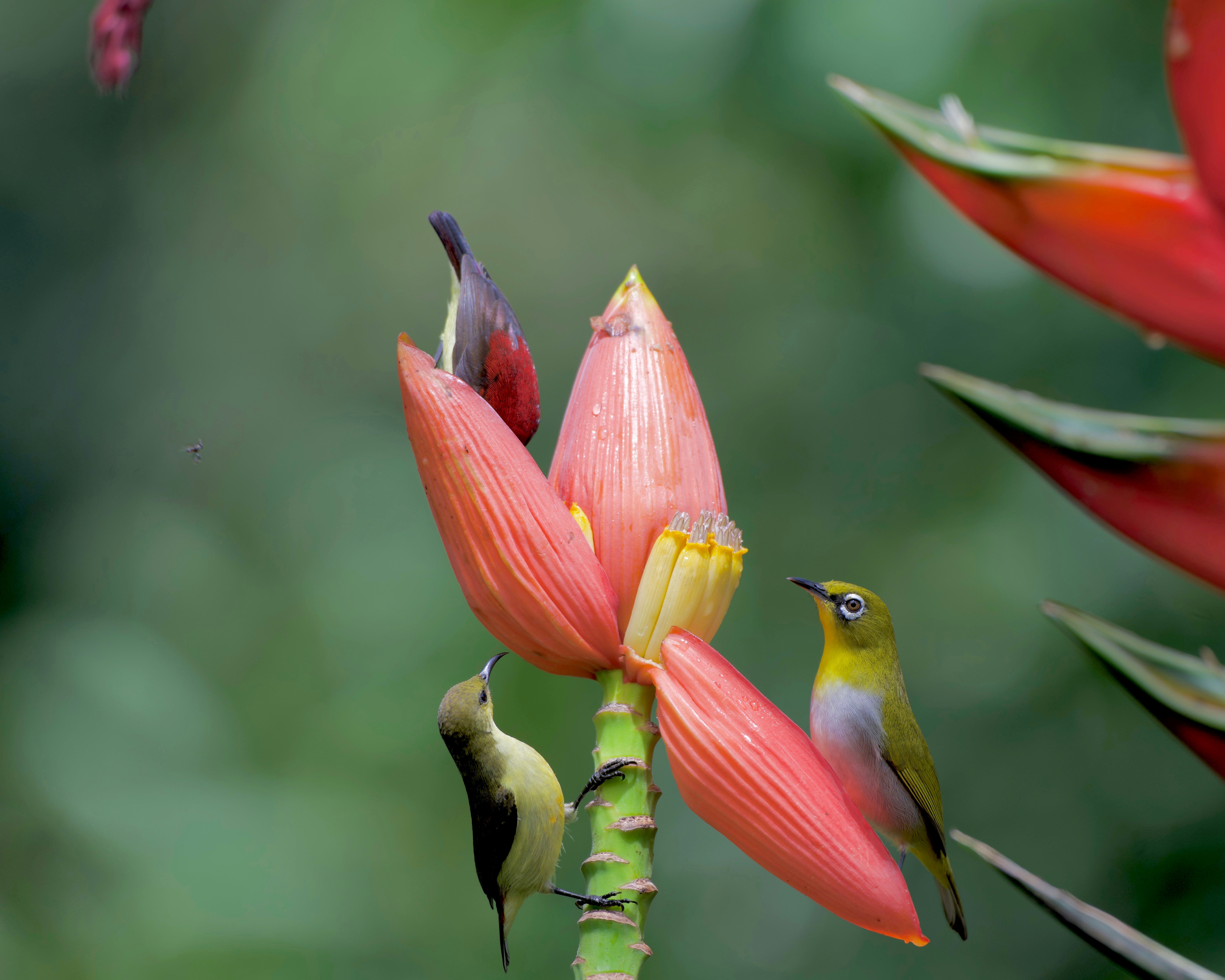 Crimson backed sunbird couple and Warbling white-eye or Indian white-eye or Oriental white-eye