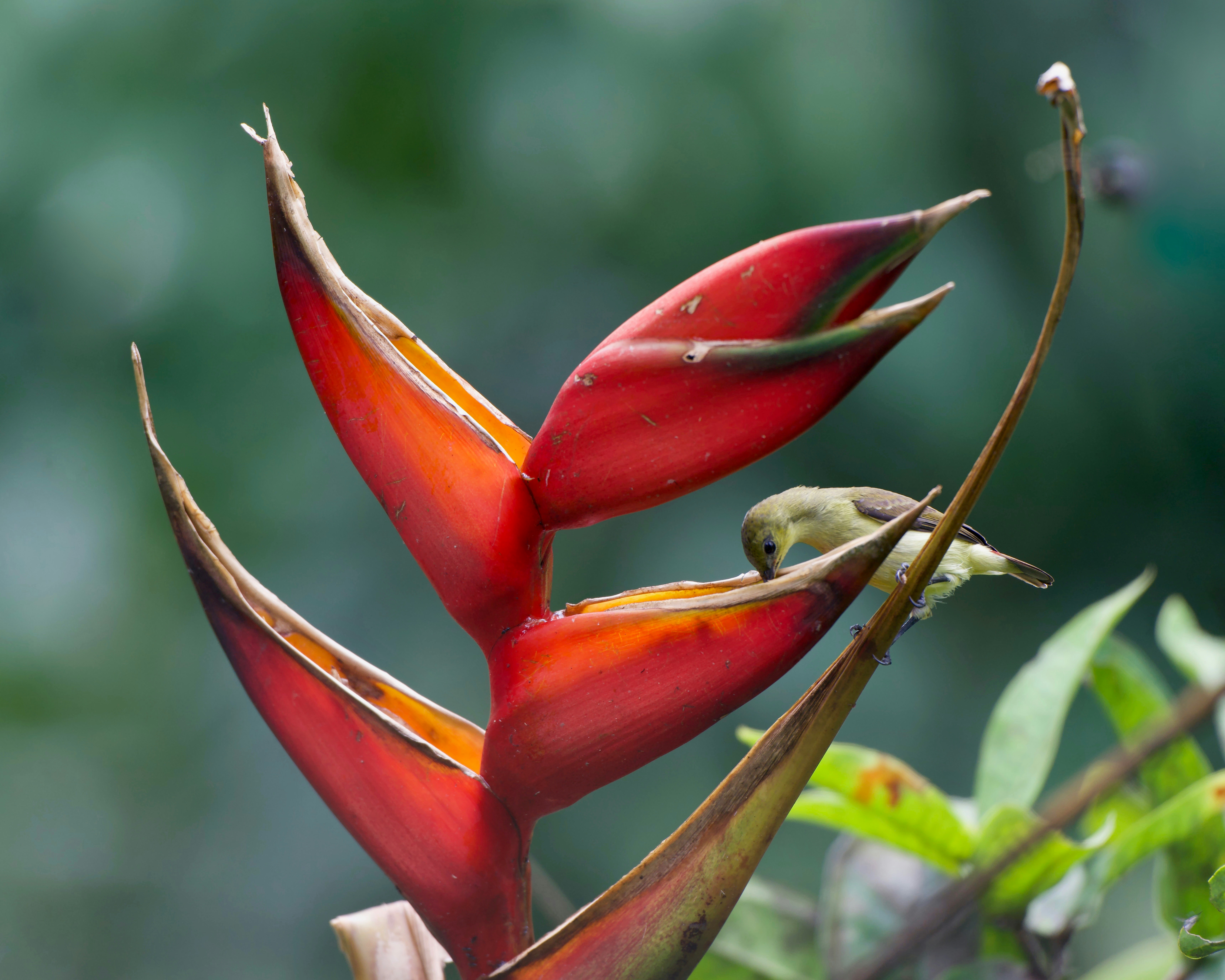 Red Helix in Focus: A Tropical Bird’s Perch on Heliconia Scarlet