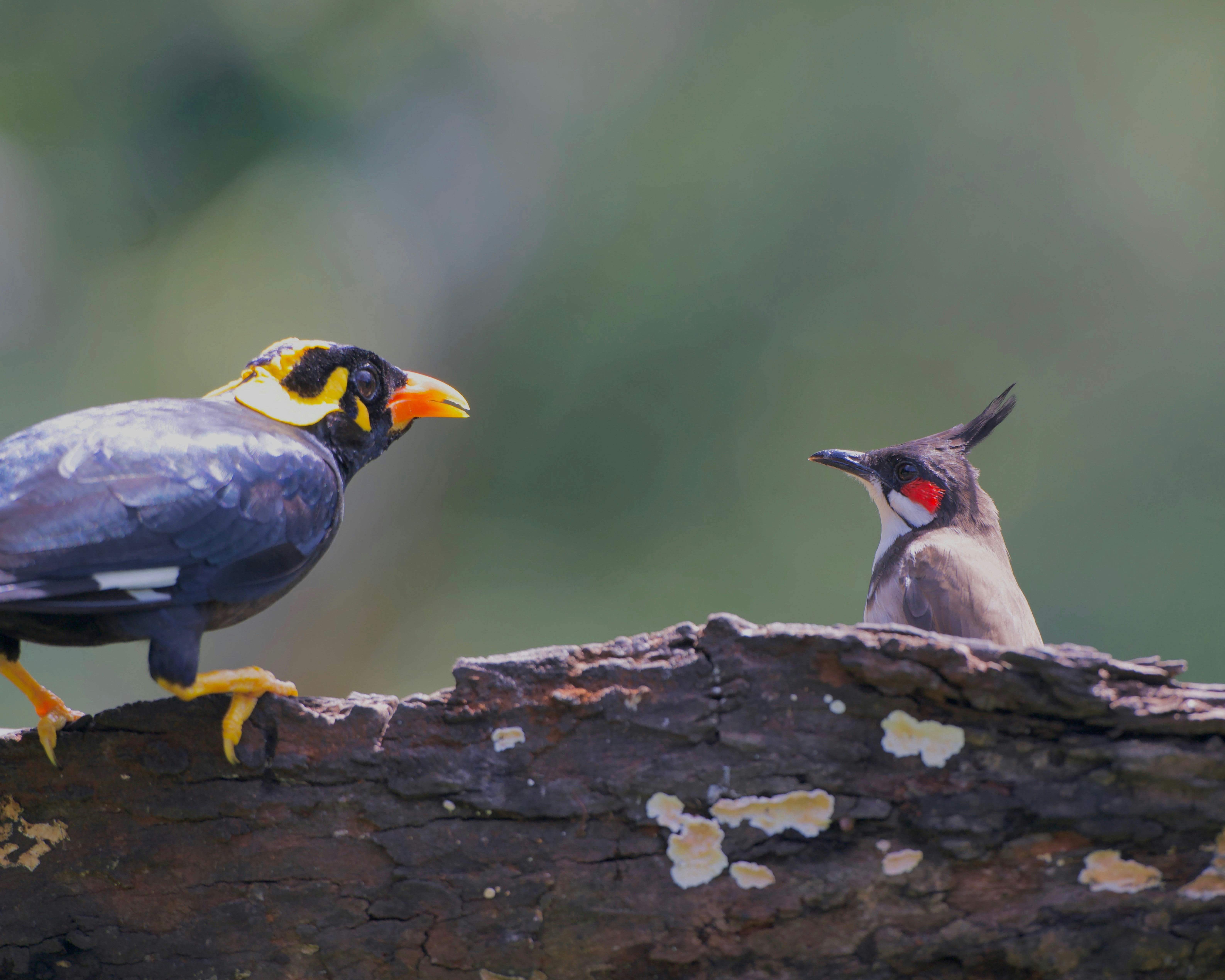 A Standoff on Weathered Bark: Beverage of Light Between Two Birds