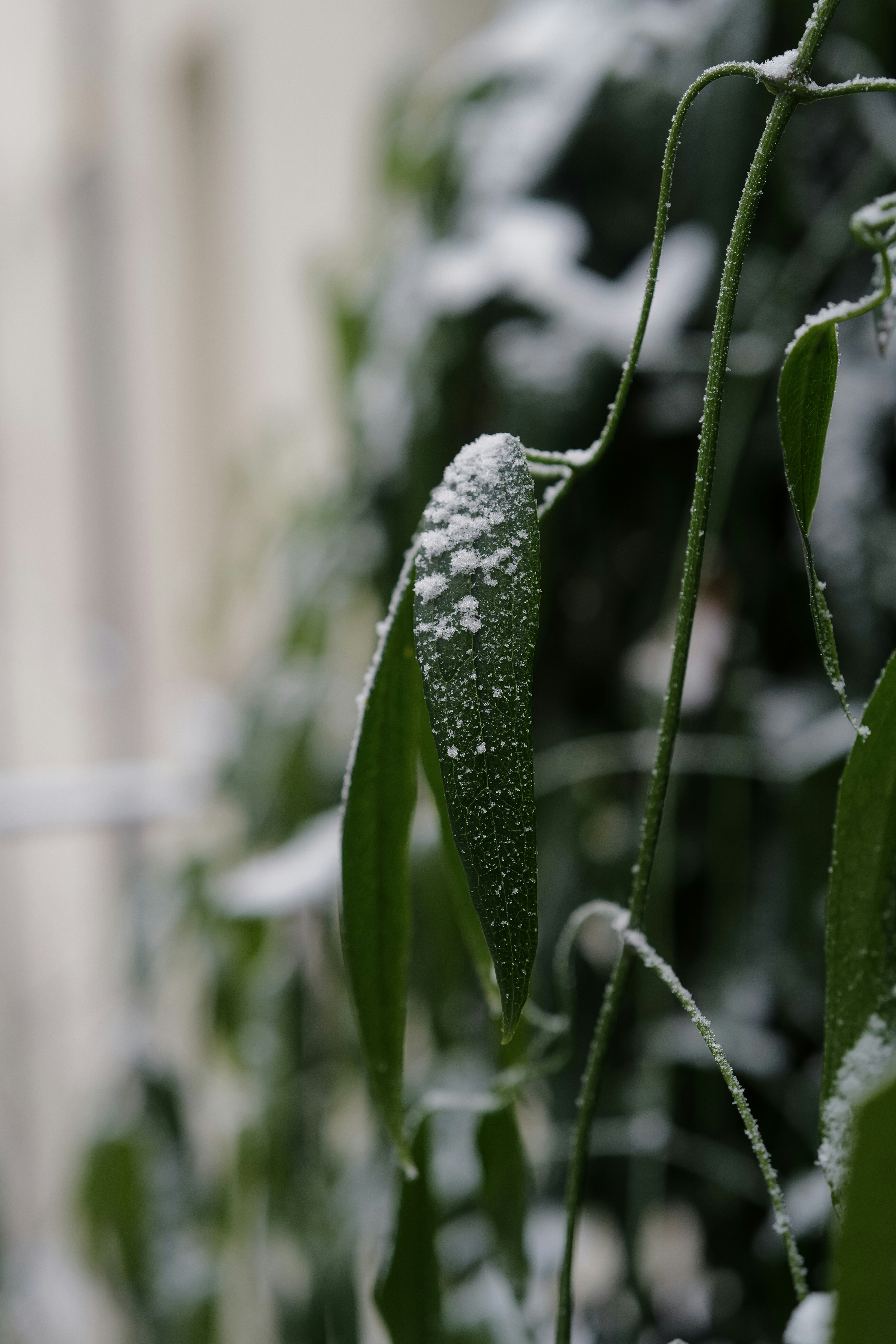 Snow-Kissed Leaf in Soft Focus